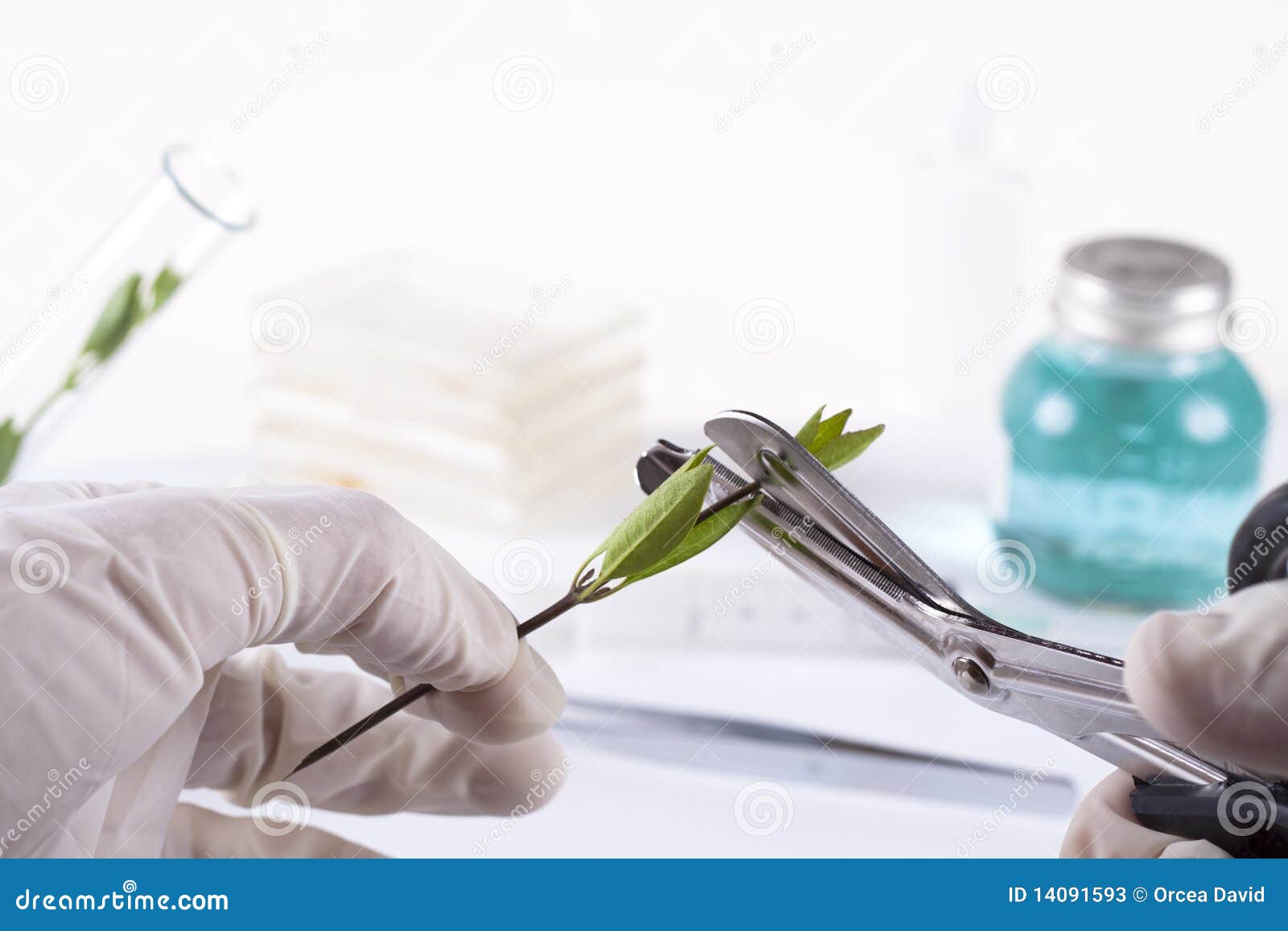 Cloning stock image. Image of leaf, medicine, creation - 14091593