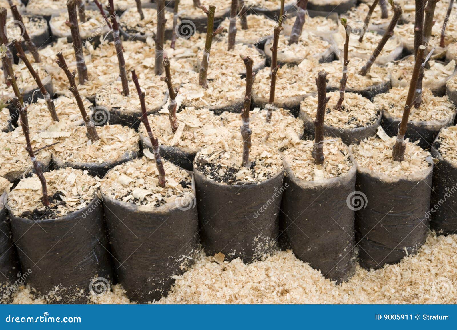Cloning stock image. Image of branchlet, vertical, botany - 9005911