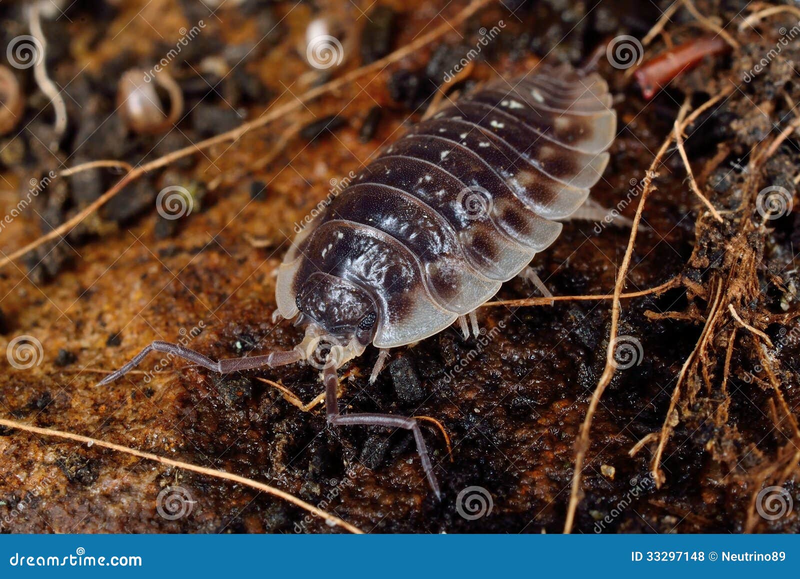 Cloporte photo stock. Image du crustacéen, mousse, humidité - 33297148