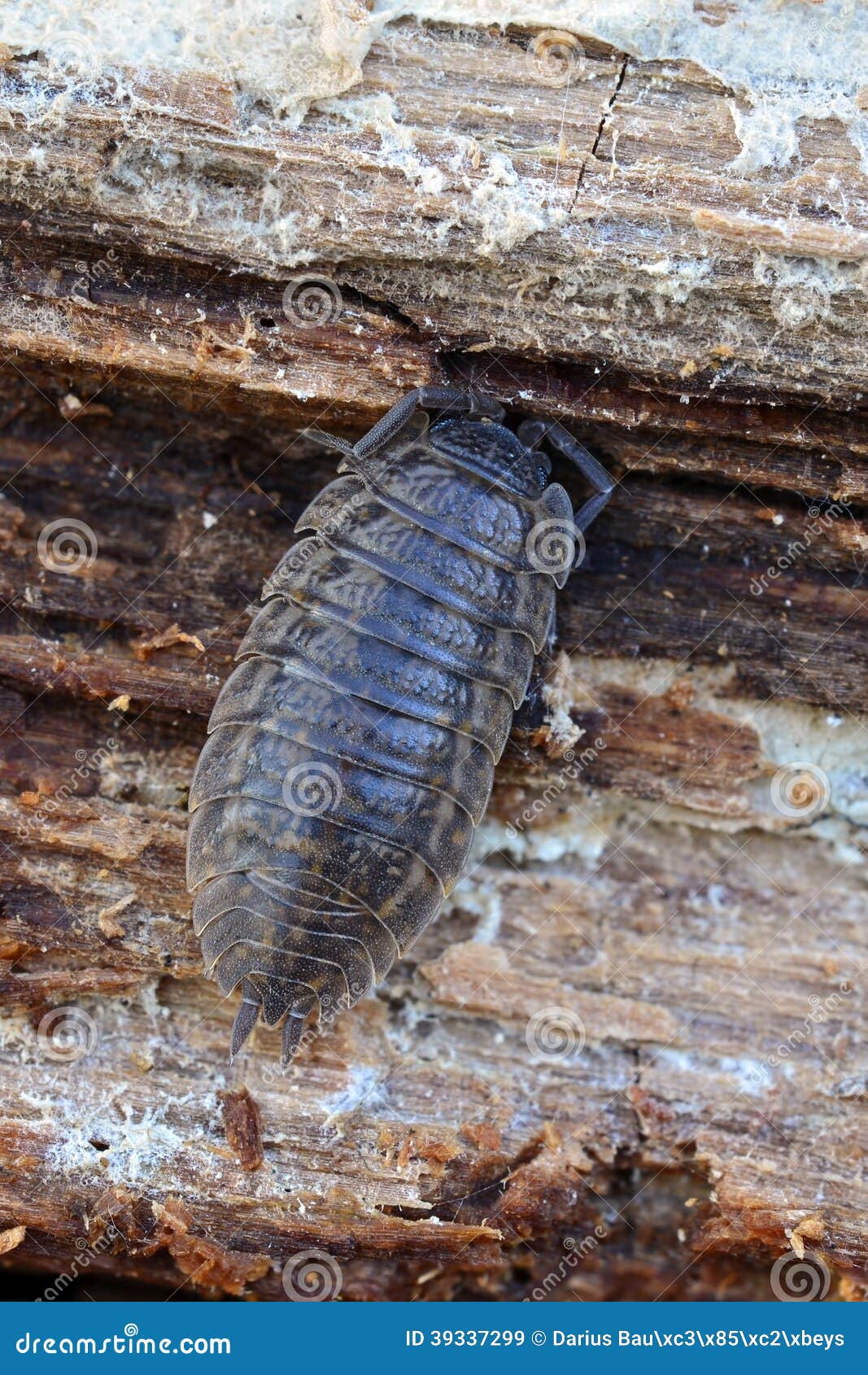 Cloporte Photos Stock - Téléchargez 236 Photos libres de droits