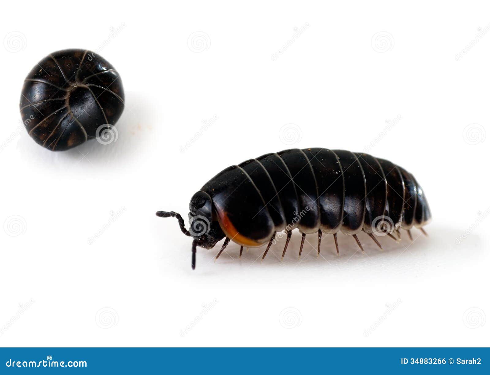 Cloporte D'Armadillidium - Aka Insecte De Pilule, Cloporte, Macro Photo ...