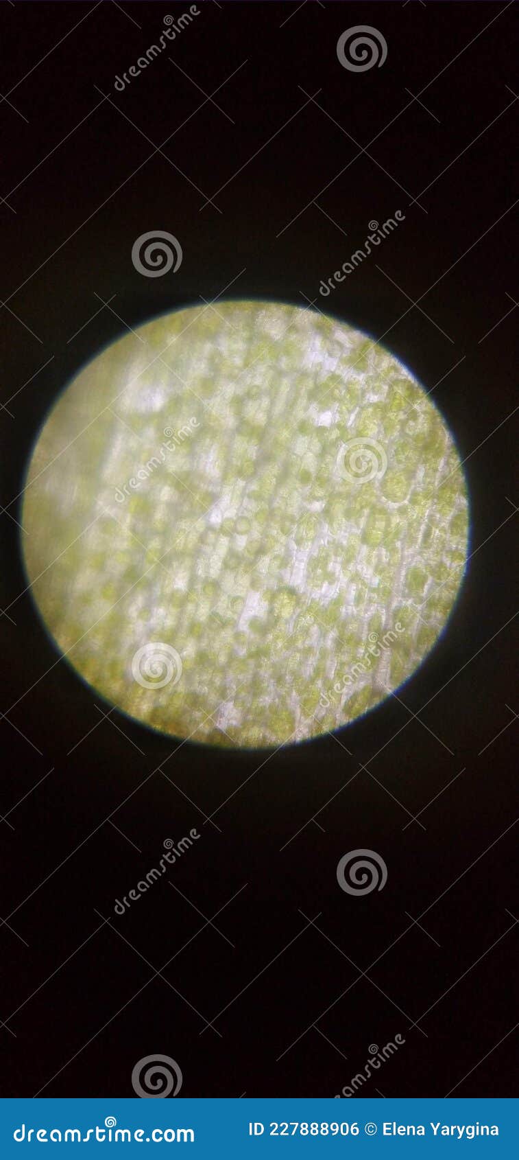 Clorophyll Moleculas in the Lens of a Light Microscope Stock Photo ...