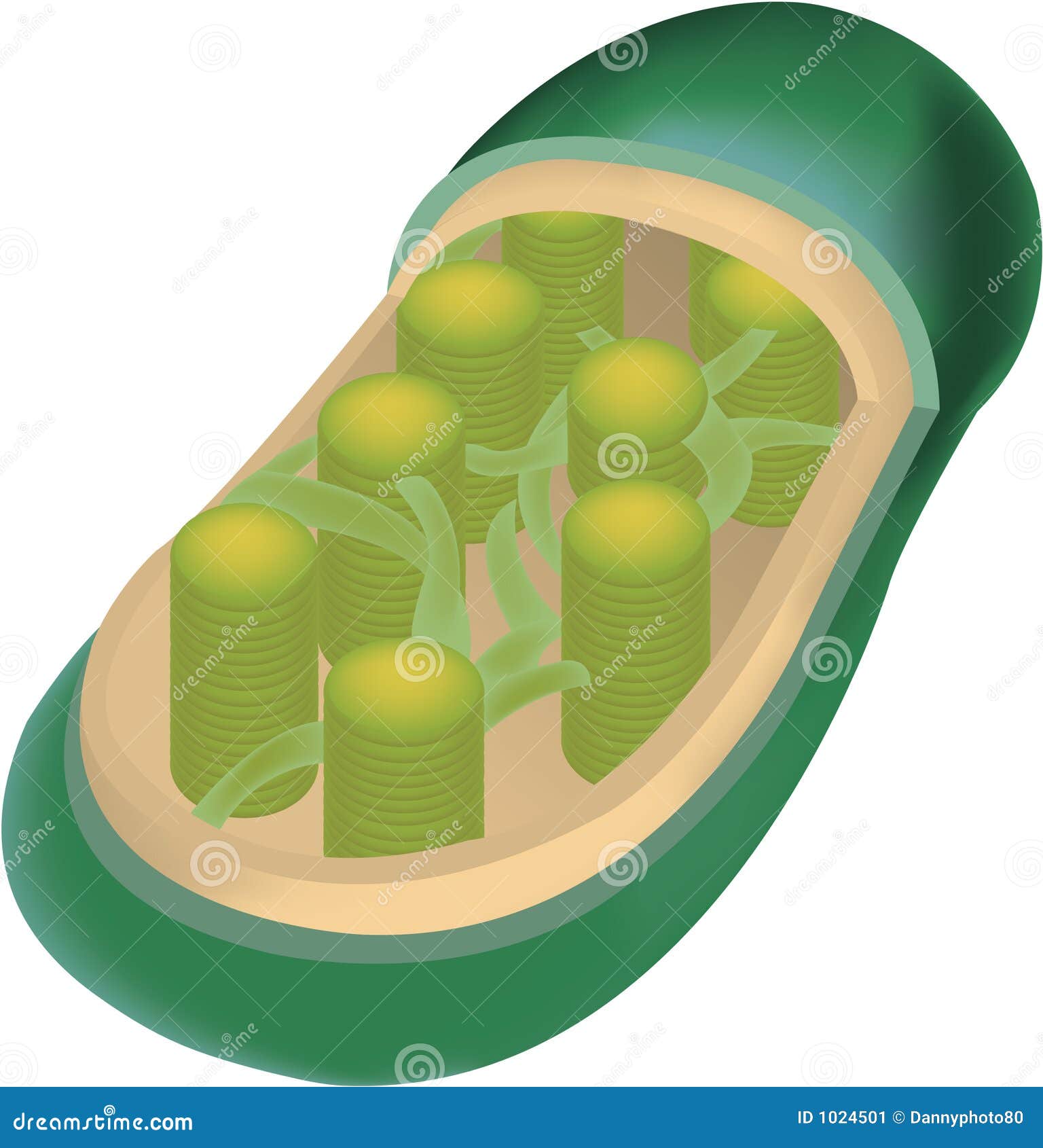 Cloroplastos 1 da planta ilustração stock. Ilustração de pilha - 1024501