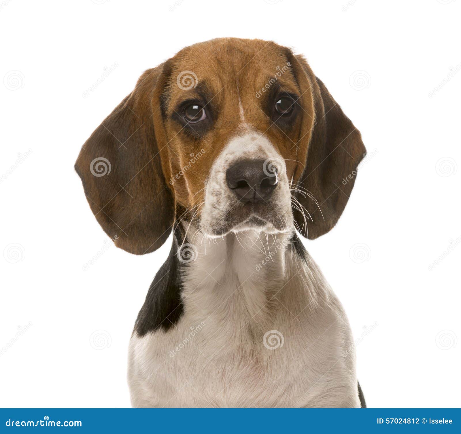 Clos-up of a Beagle stock photo. Image of studio, brown - 57024812