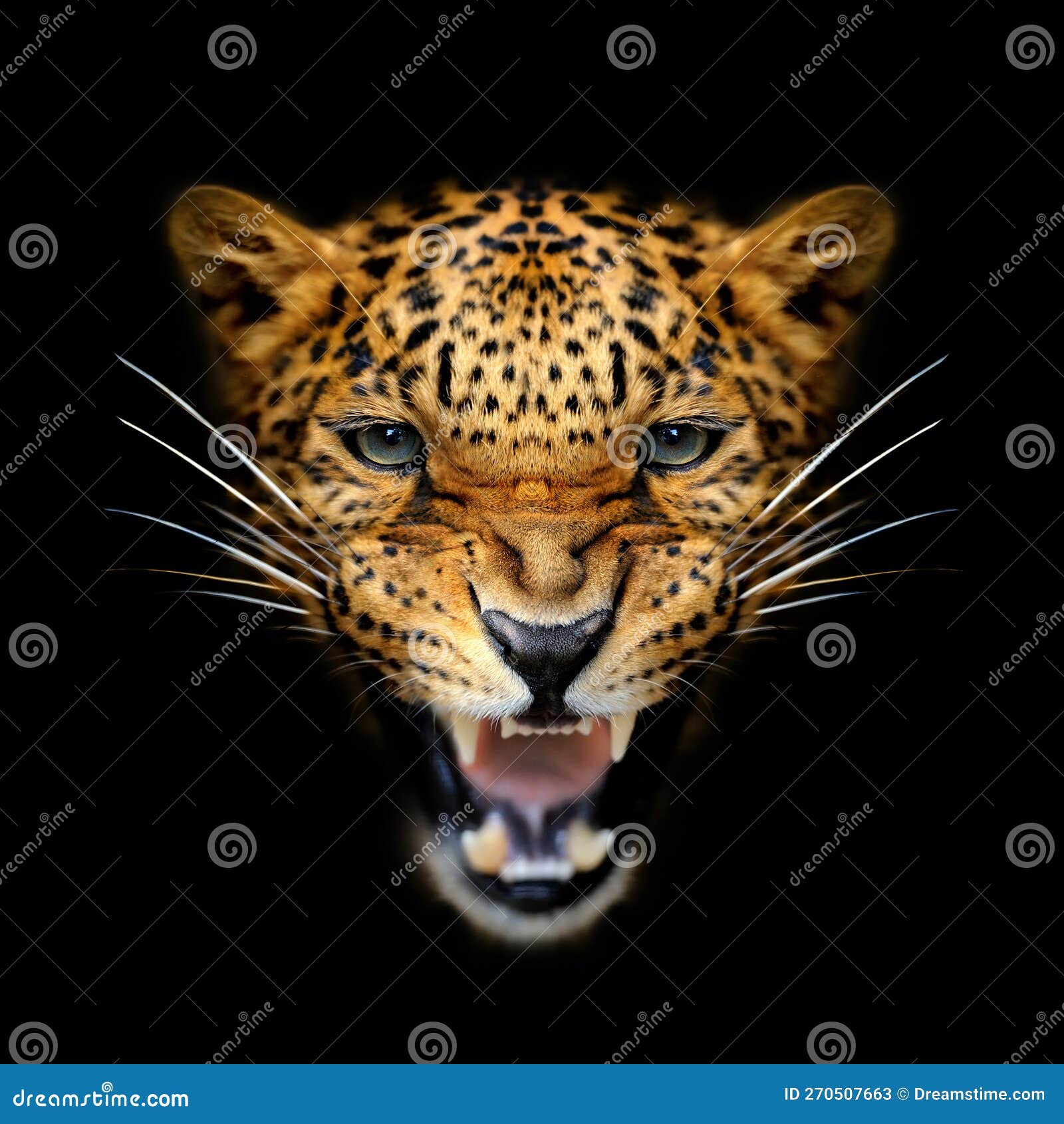 Angry Leopard Royalty-Free Stock Photo | CartoonDealer.com #163289841