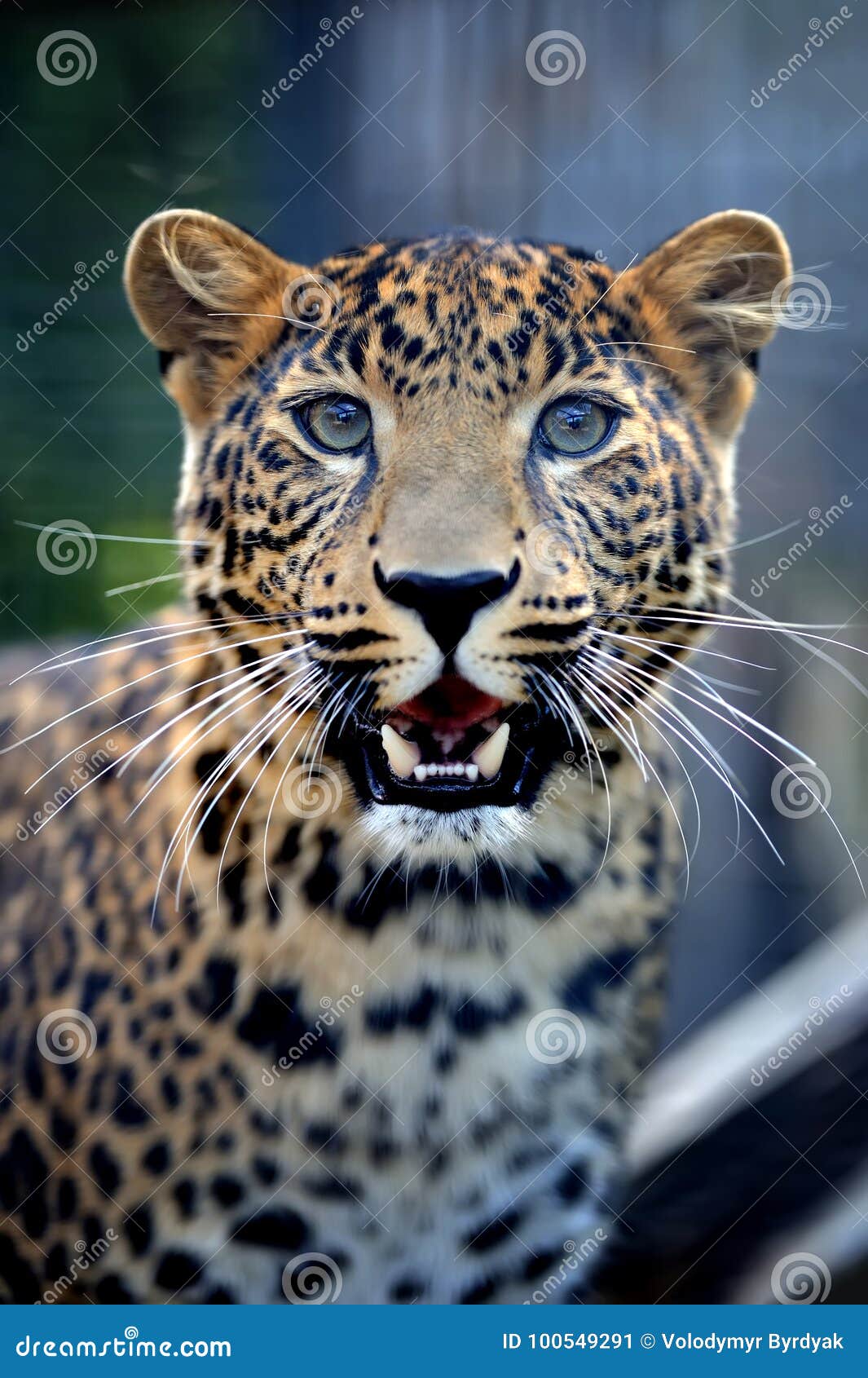 Close Angry Leopard Portrait Stock Image - Image of hunter, carnivore ...