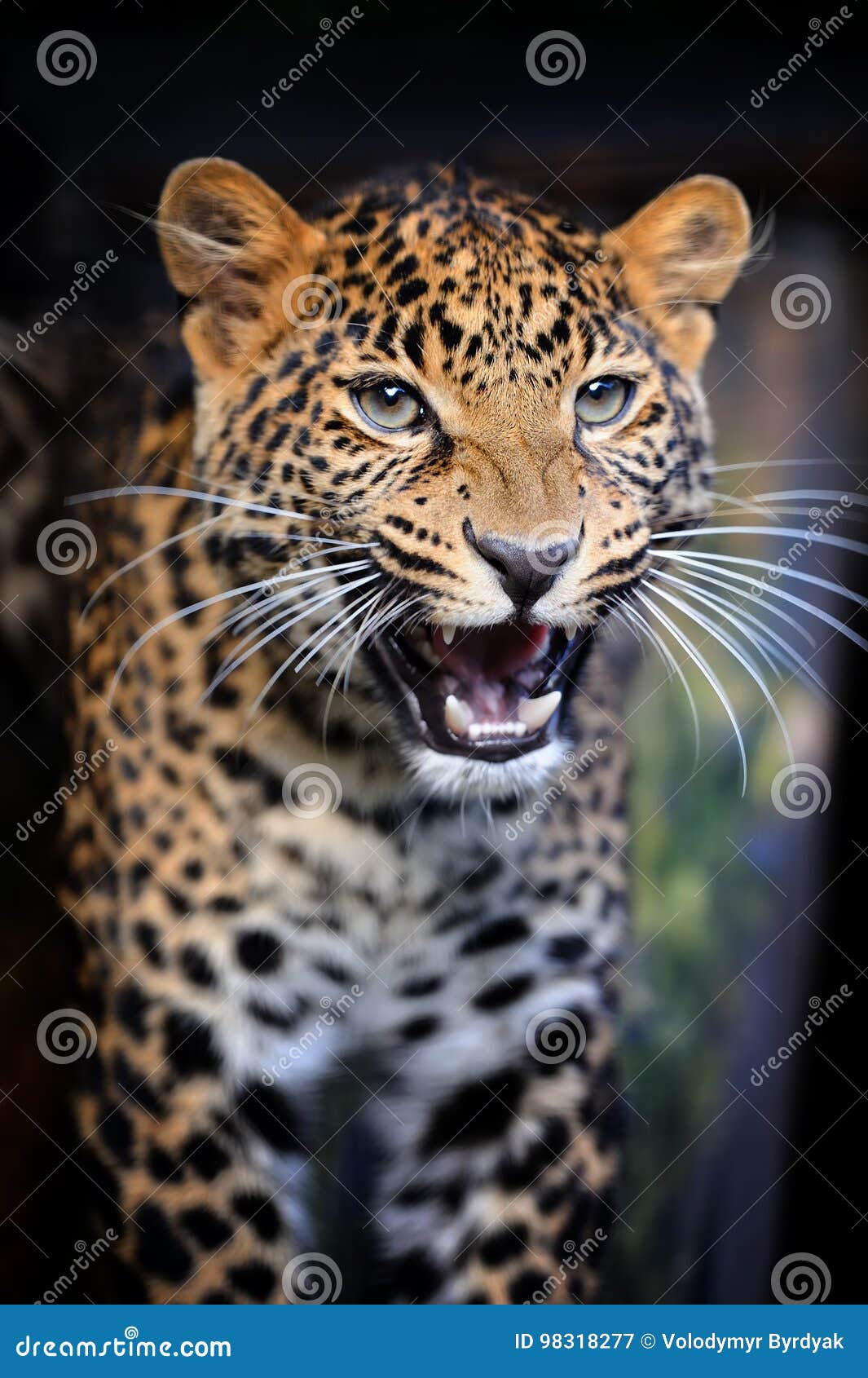 Close Angry Leopard Portrait Stock Image - Image of furry, angry: 98318277