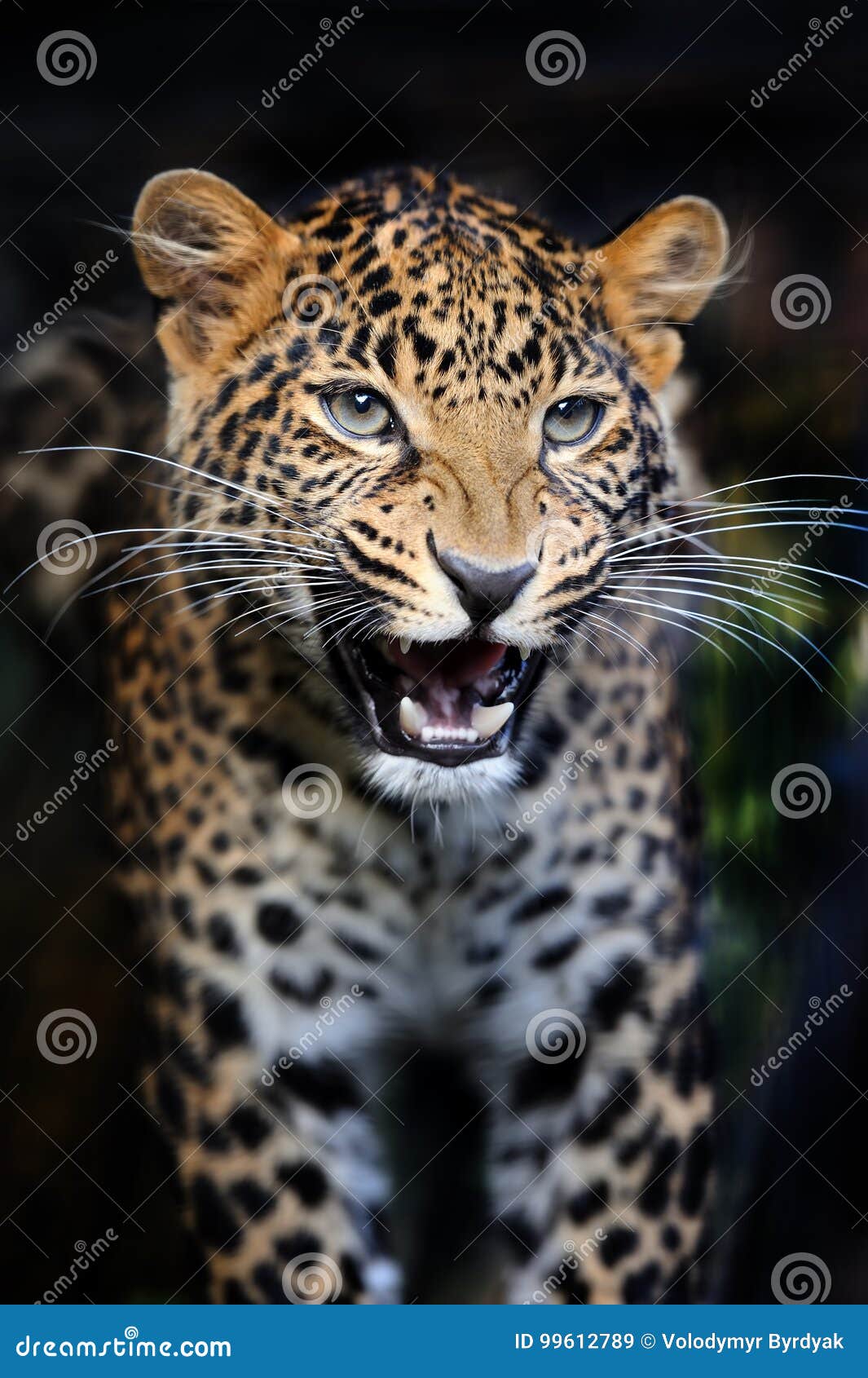 Close Angry Leopard Portrait Stock Image - Image of hunter, close: 99612789