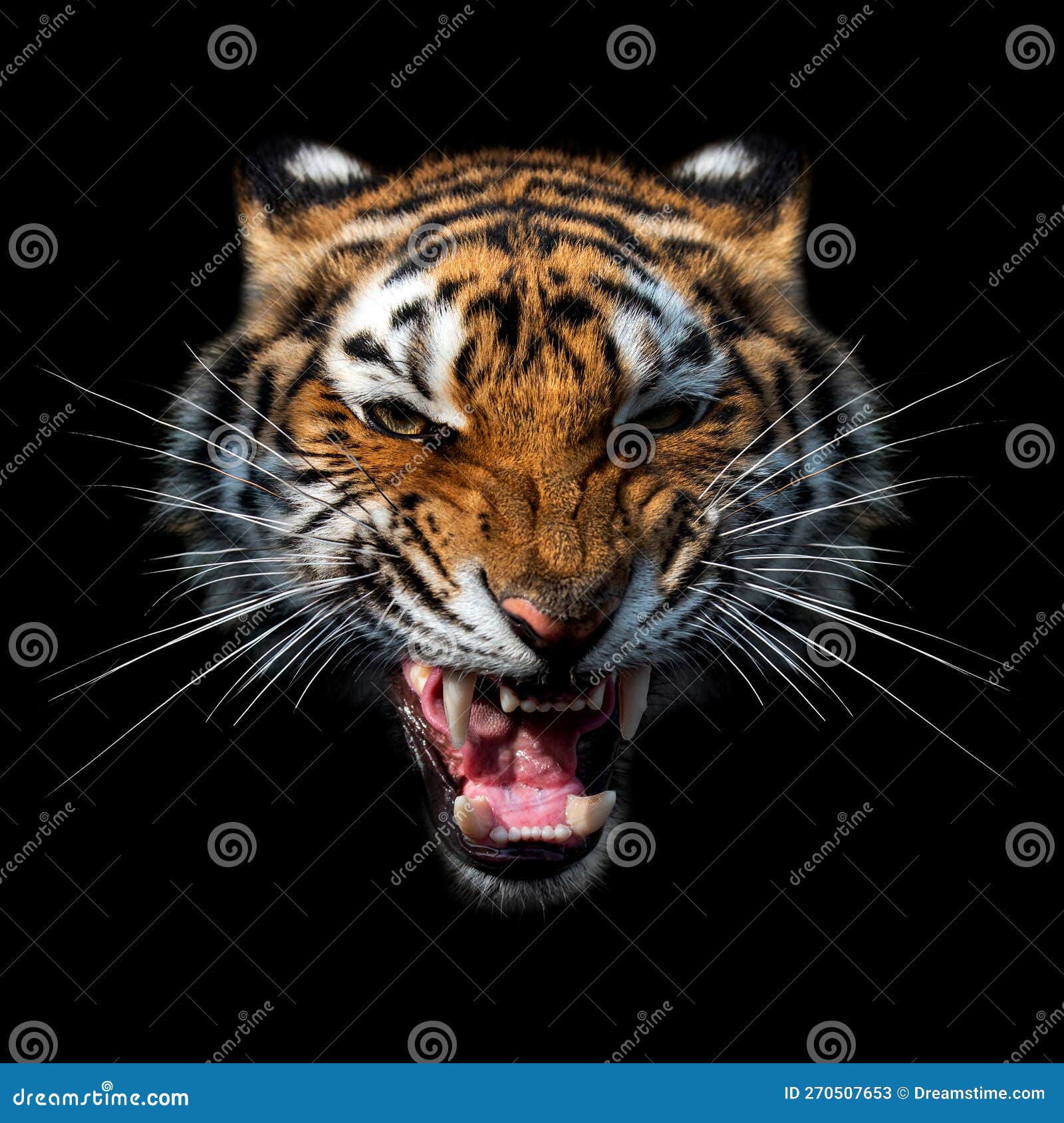 Angry Tiger - The Face Of The Tiger Stock Image | CartoonDealer.com ...