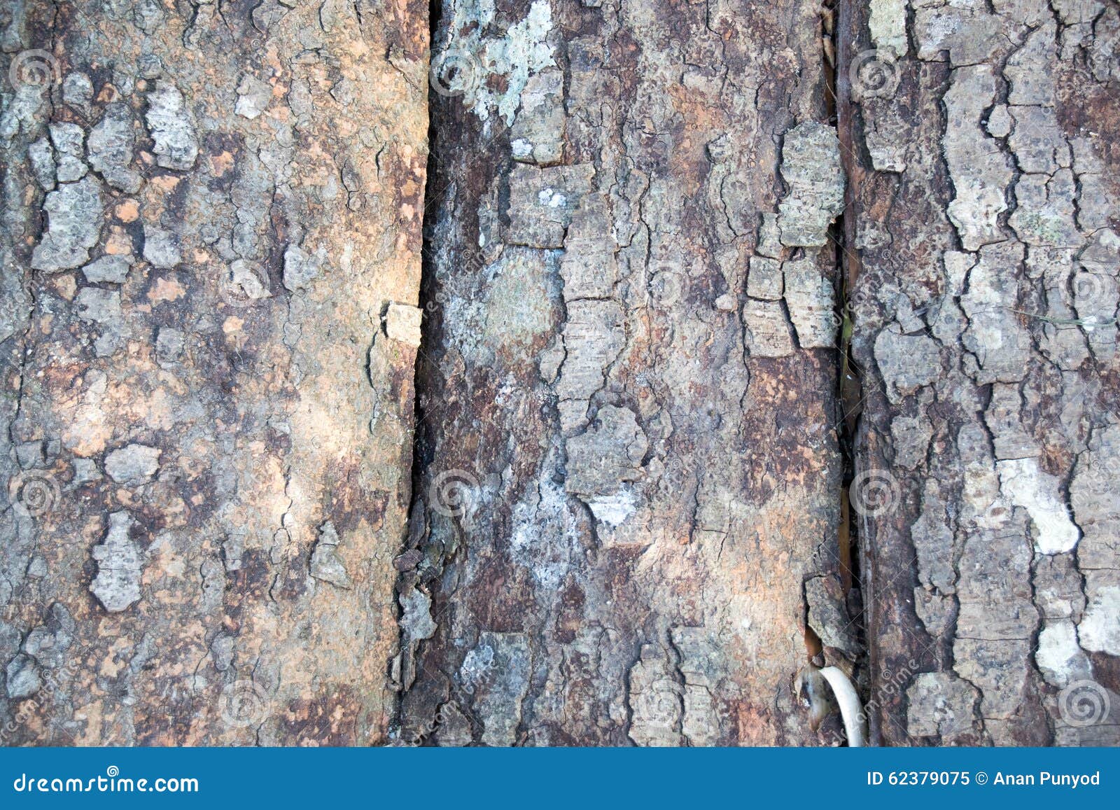 Close Bark Sheet Nature Abstract Background Stock Image - Image of ...