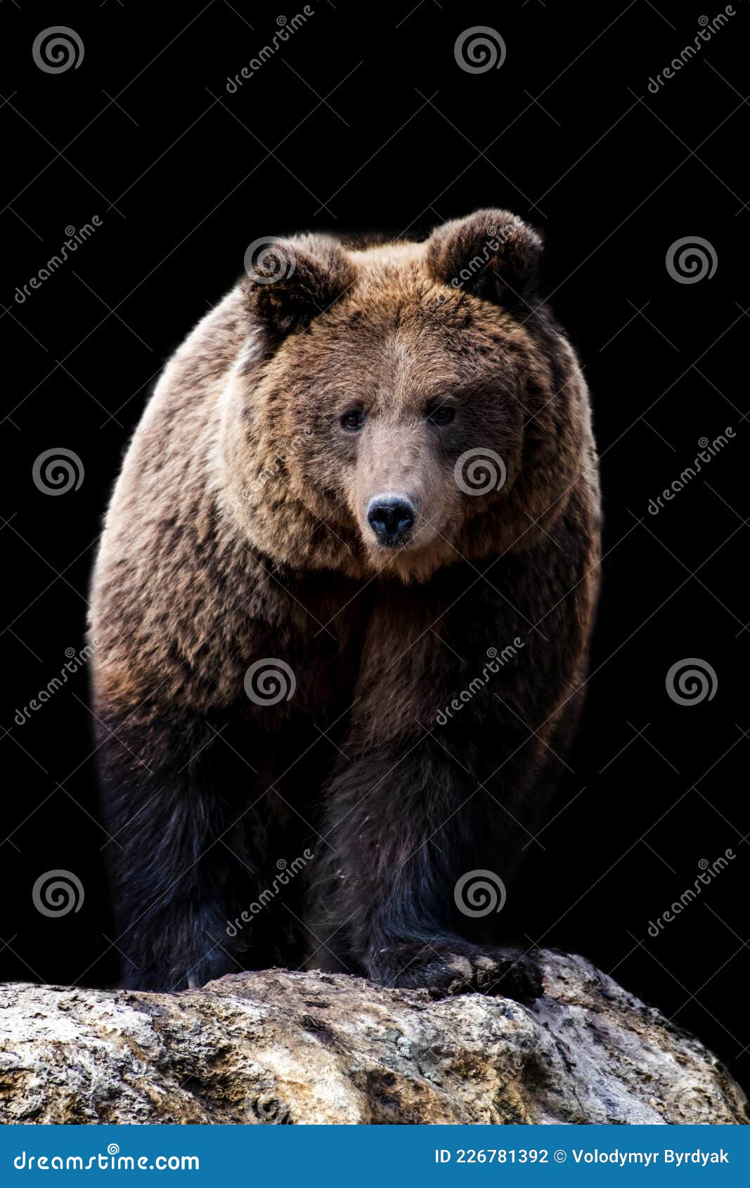 Close-up Of Bear Reaching For Leaping Salmon Royalty-Free Stock Image ...