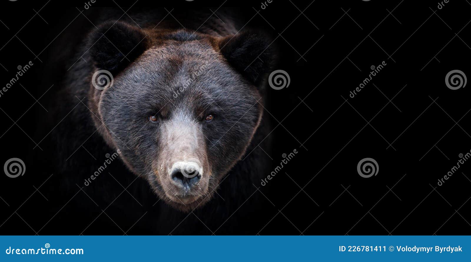 Close-up Of Bear Reaching For Leaping Salmon Royalty-Free Stock Image ...