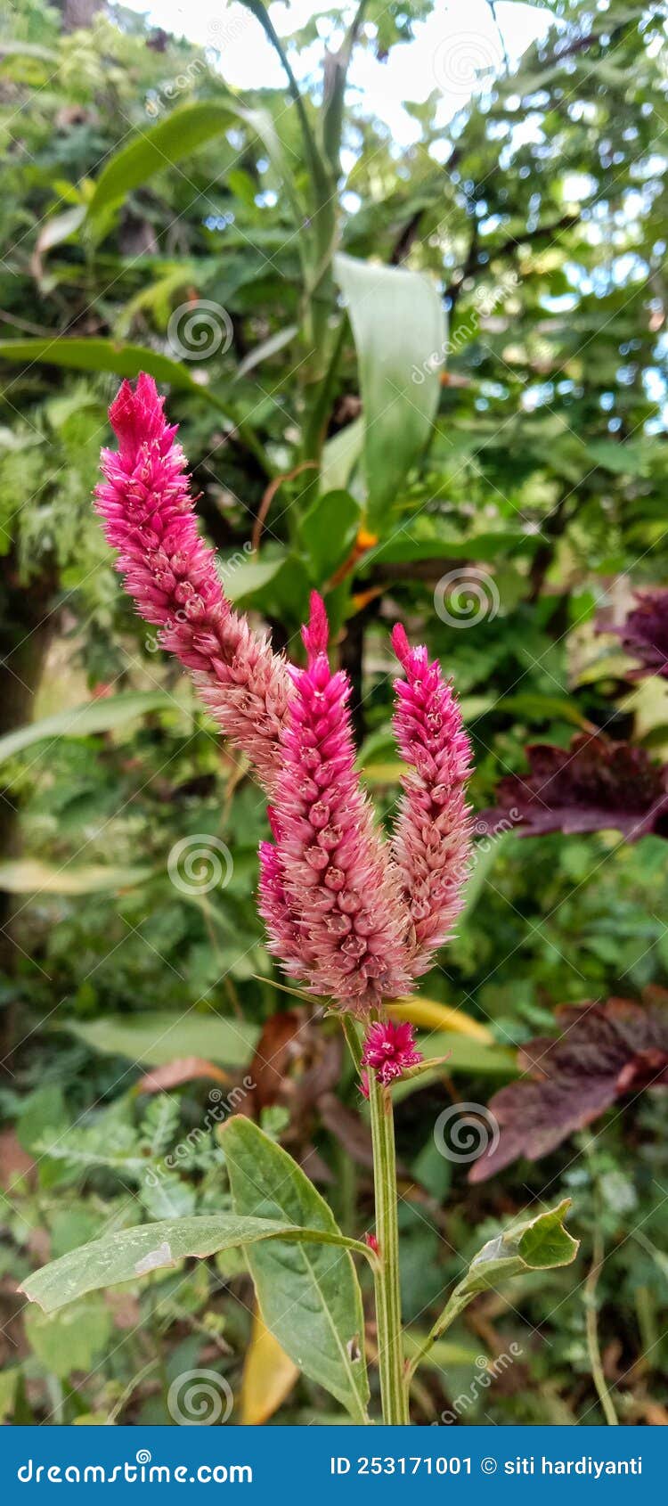 Close the Beatifull Chicken Comb Flowers Stock Image - Image of comb ...