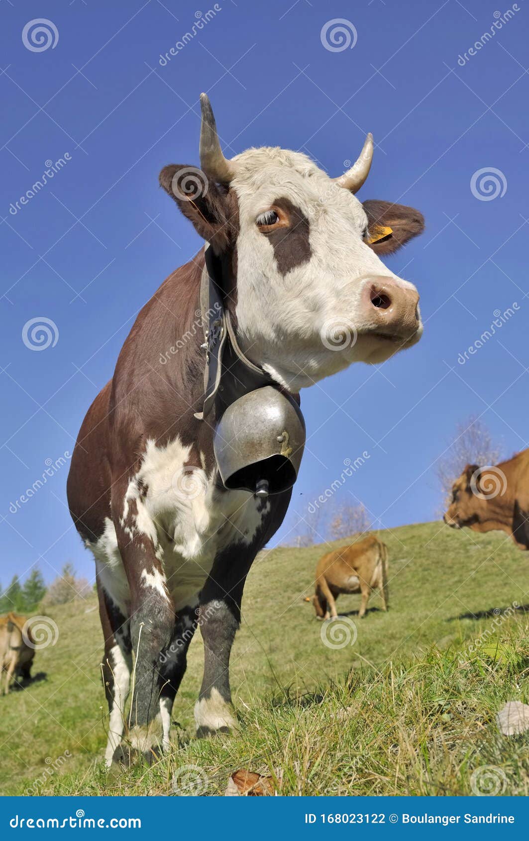 Dairy Cow Bell Stock Photos - Download 1,170 Royalty Free Photos