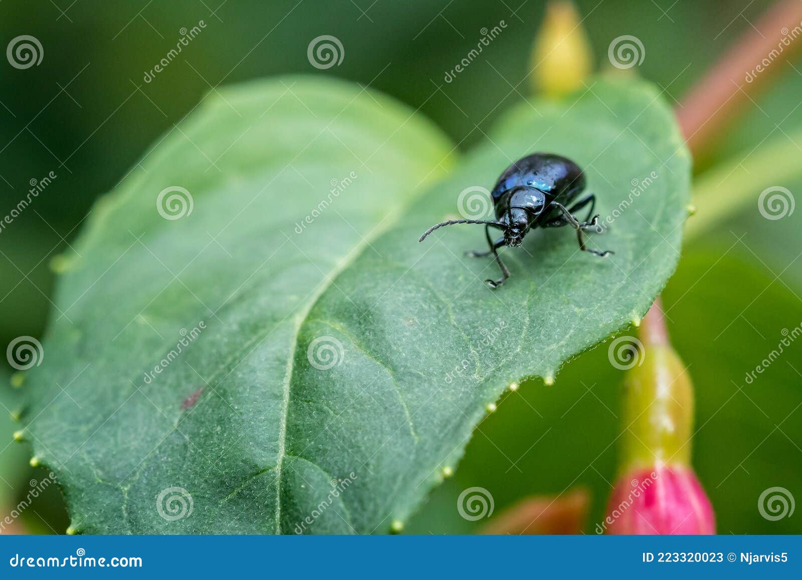 Close of Beetle with Iridescent Blue Shell Stock Image - Image of ...