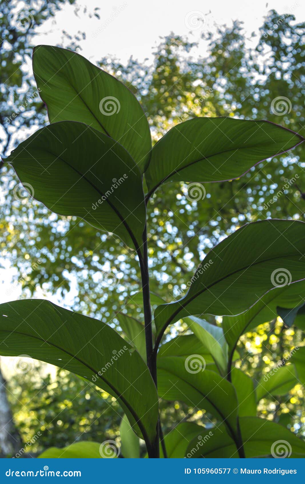 Beautiful Broad Lush Leaf Plants Stock Image - Image of broad, lush ...