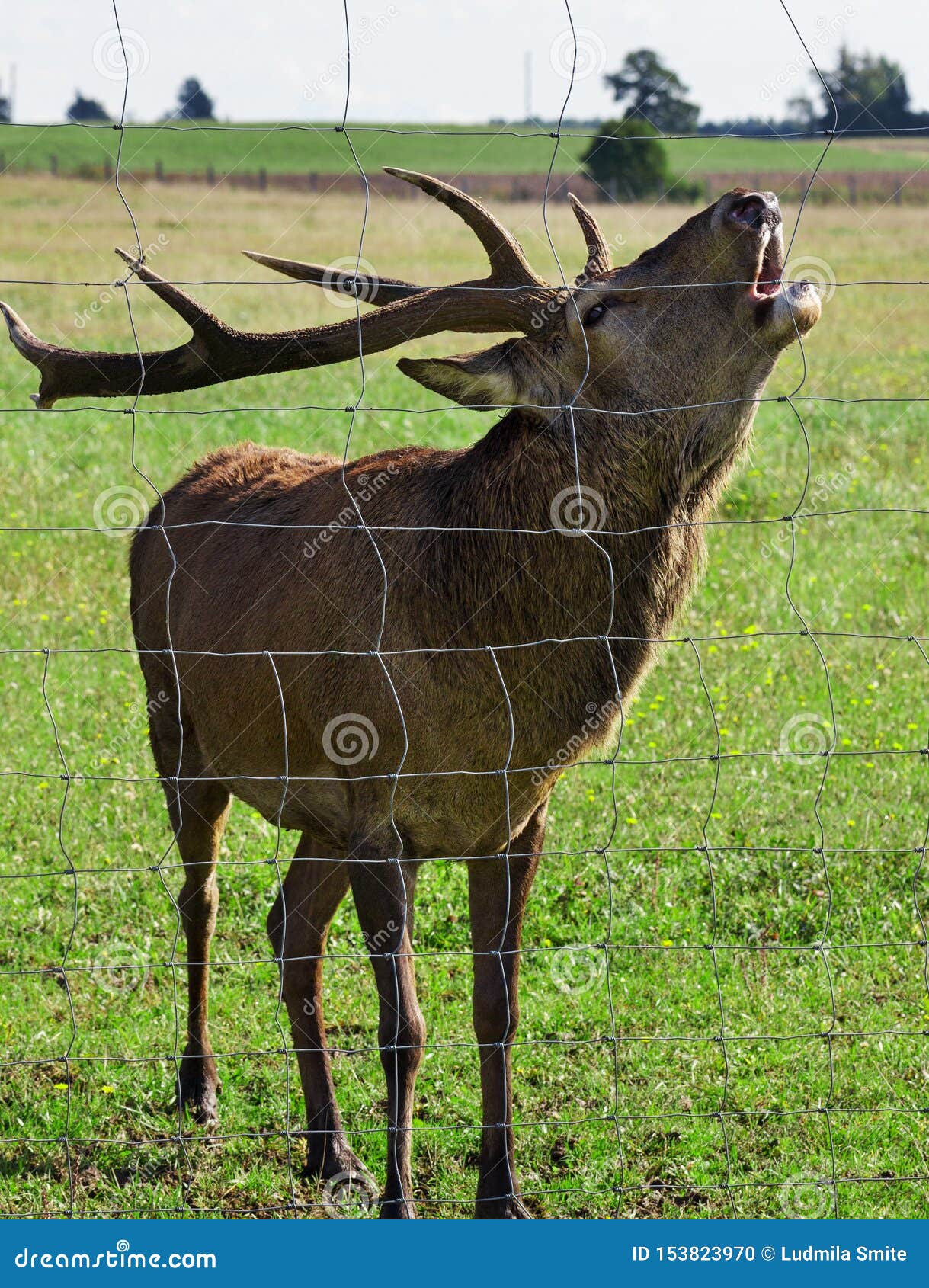 Back of deer stock photo. Image of fence, portrait, wildlife - 153823970