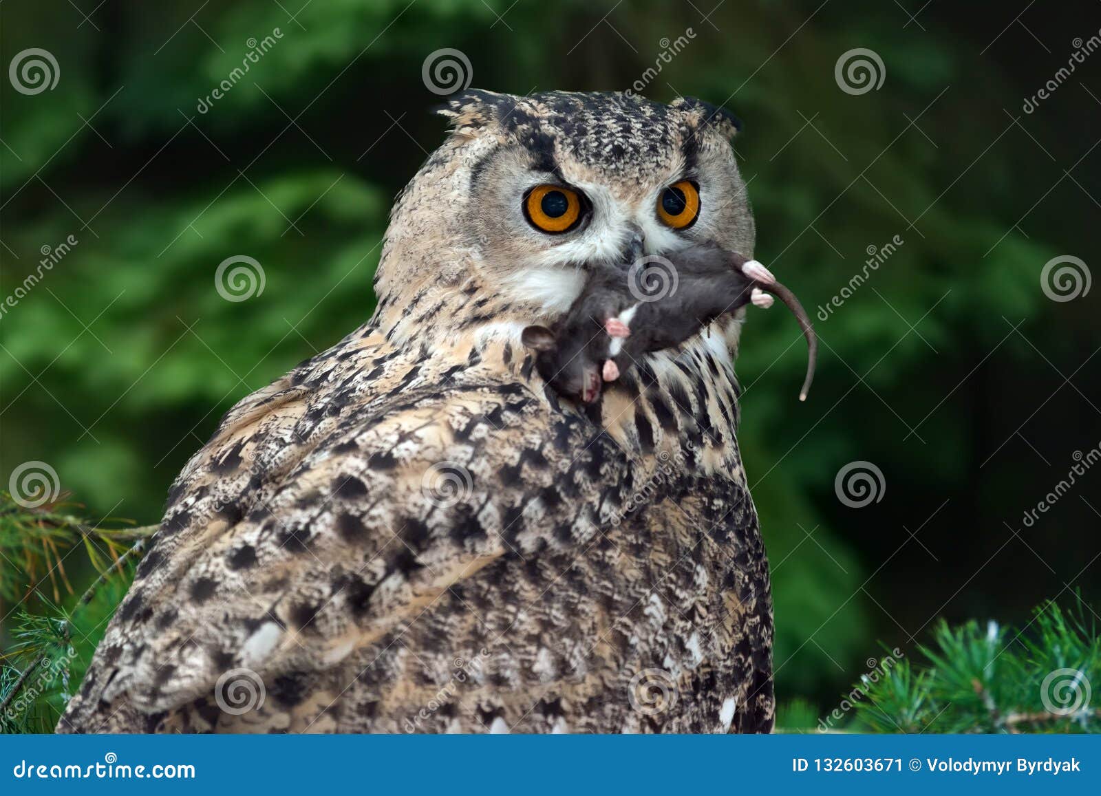 Big Owl eating a mouse stock image. Image of mouse, beautiful - 132603671