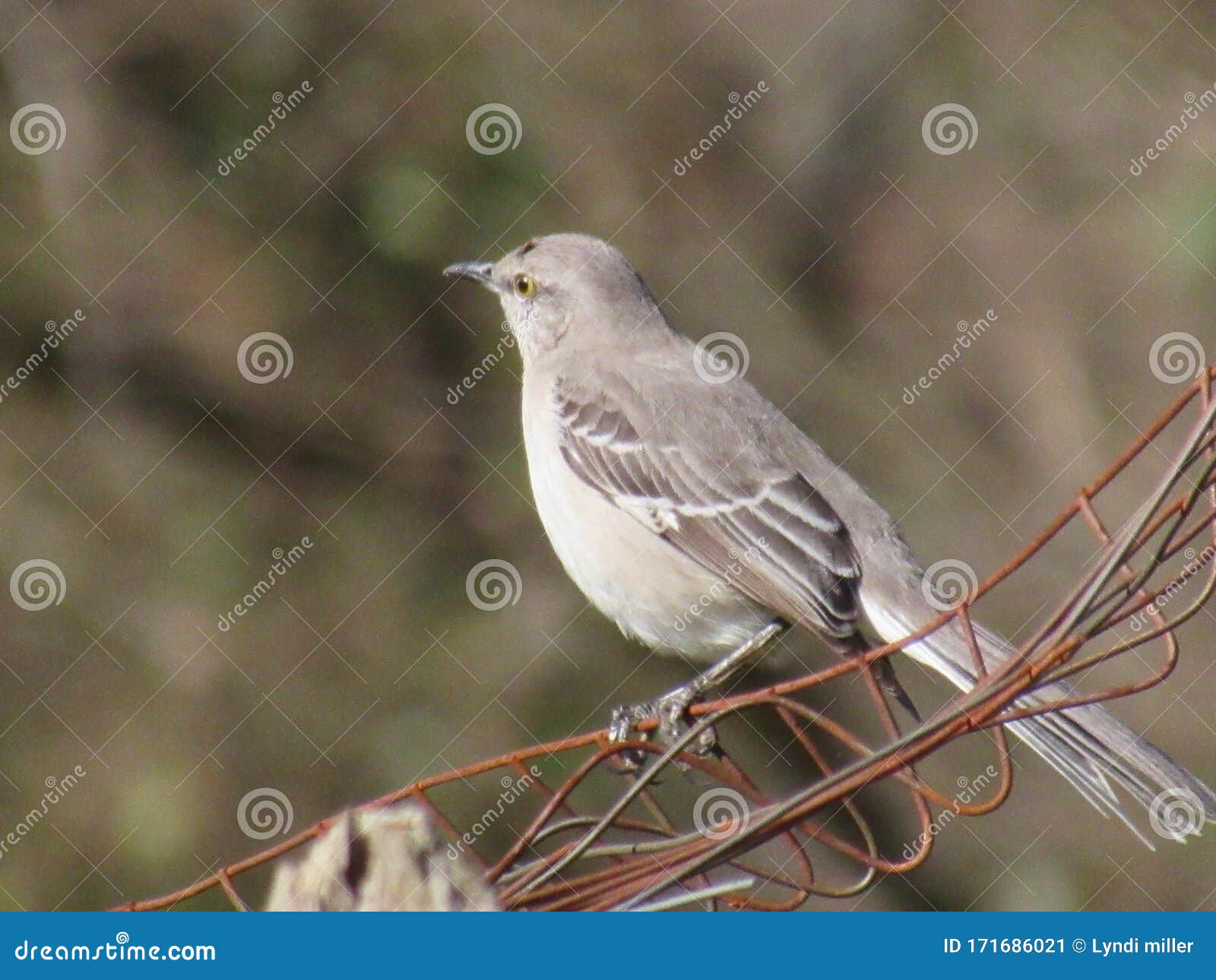 Close Up Bird View Waterfall On Rock Cliff Mountain Royalty-Free Stock ...