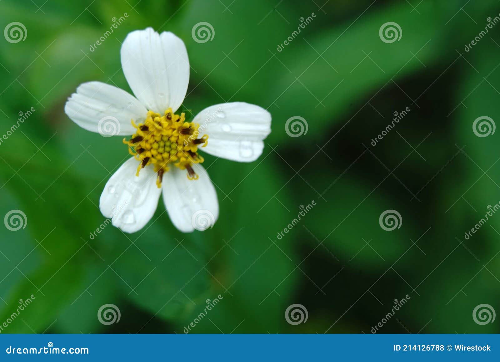 Close of a Black-jack Flower Stock Photo - Image of flora, stamen ...