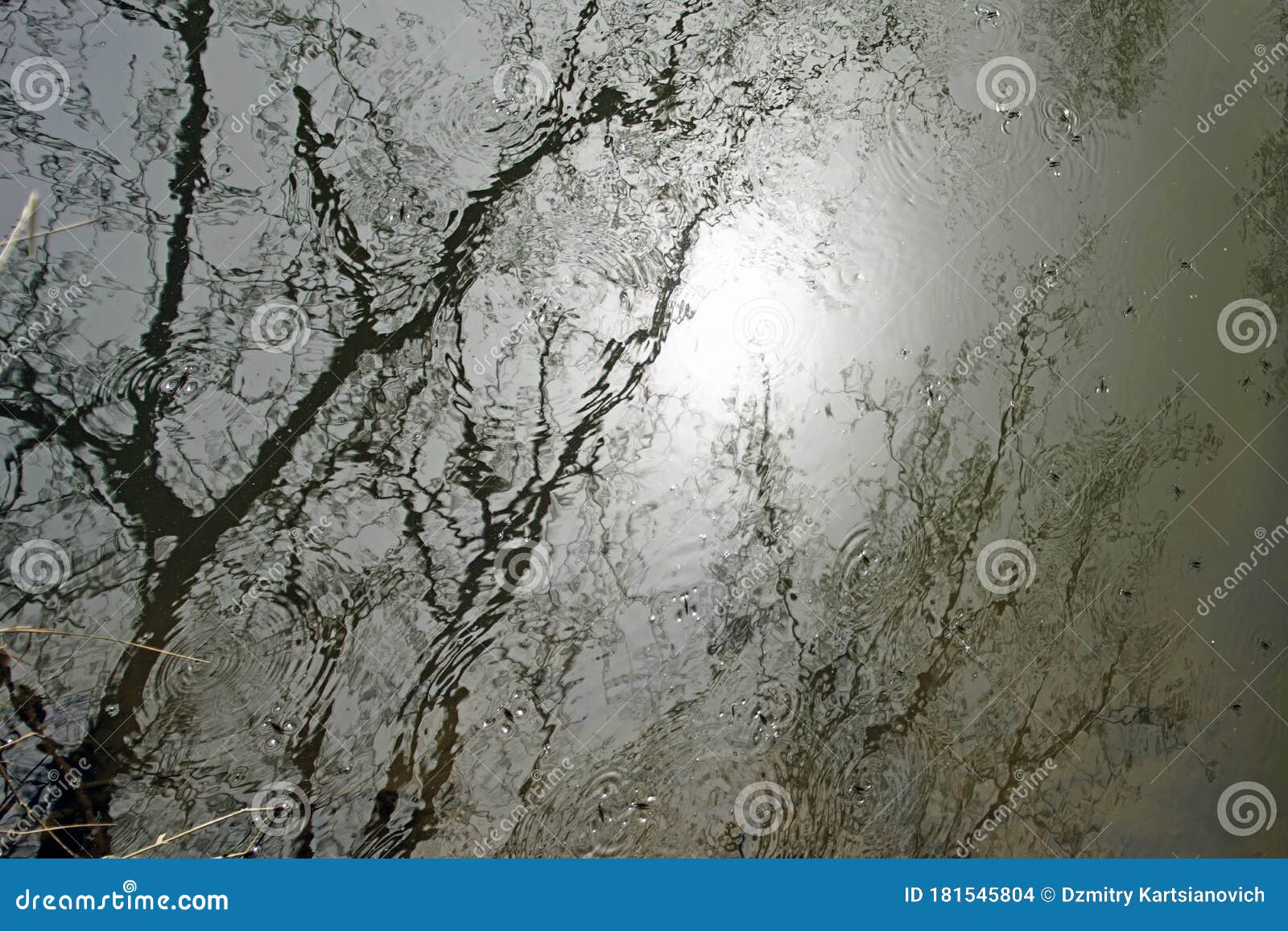 Close Tree Reflection on Water Stock Photo - Image of belarus, grey ...