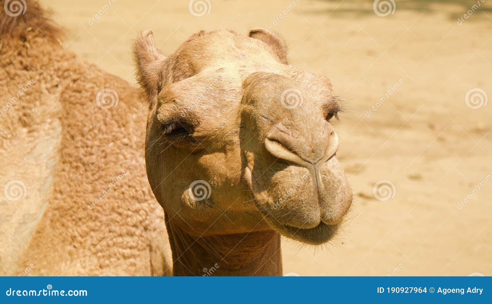 Close Up Camel. Close Camel Face Stock Photo - Image of climate, mammal ...