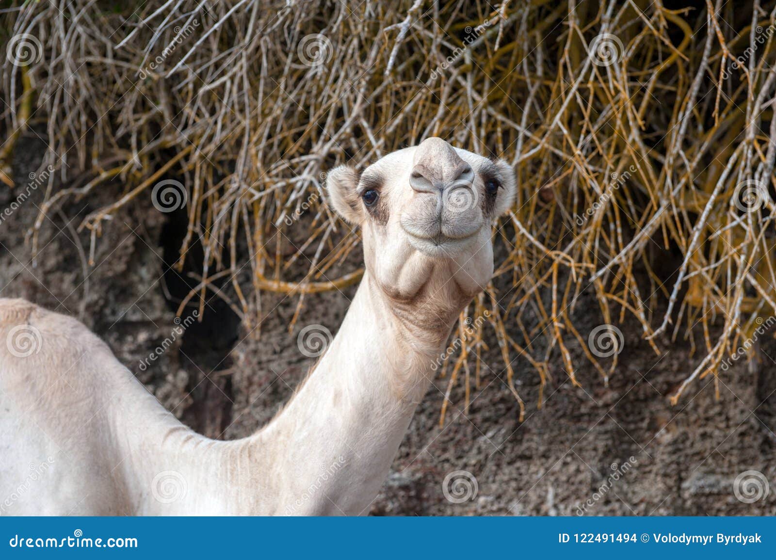 Close camel head stock photo. Image of dromedary, close - 122491494