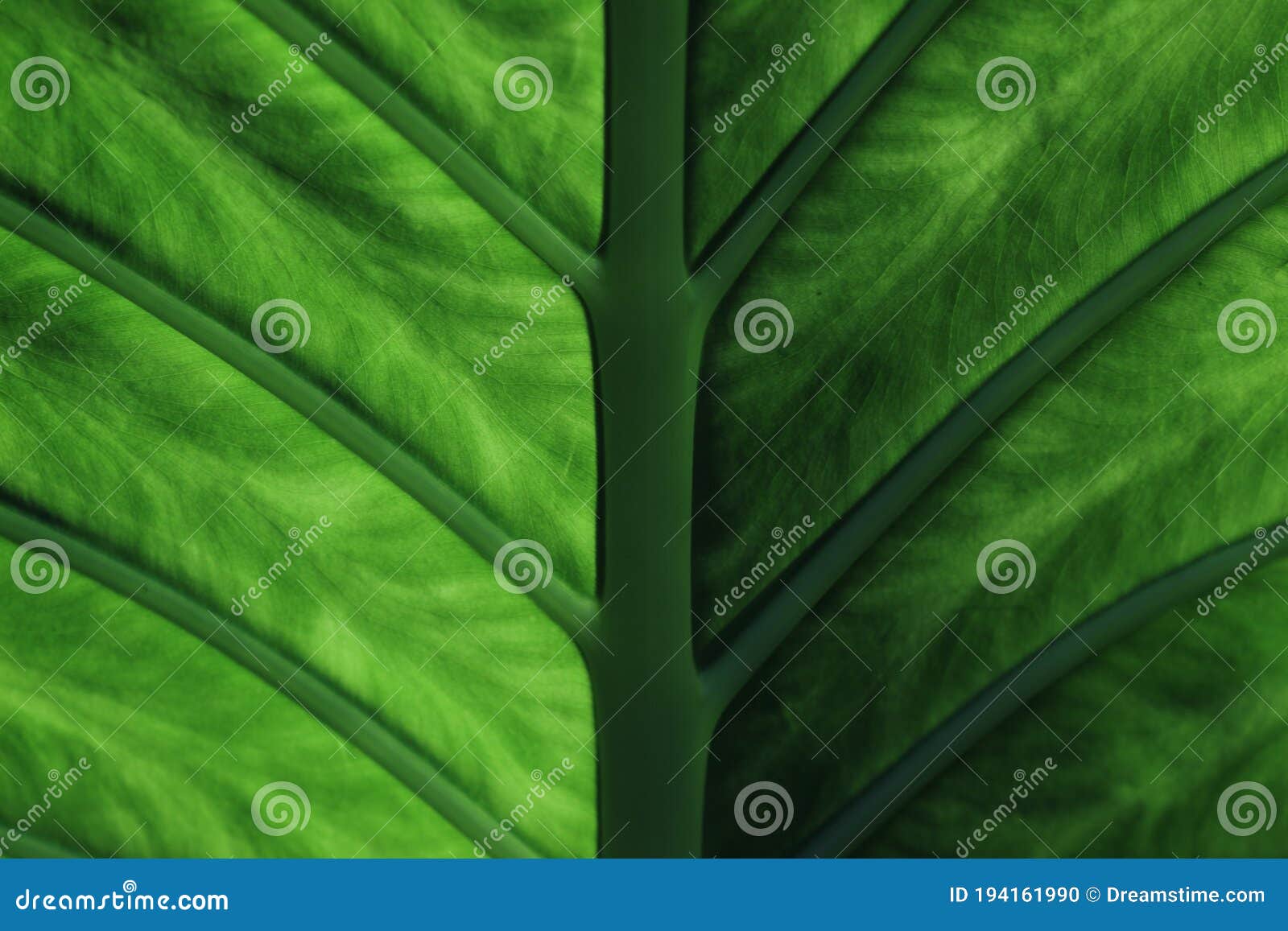 Close Capture of a Big Green Leaf Stock Photo - Image of close, summer ...