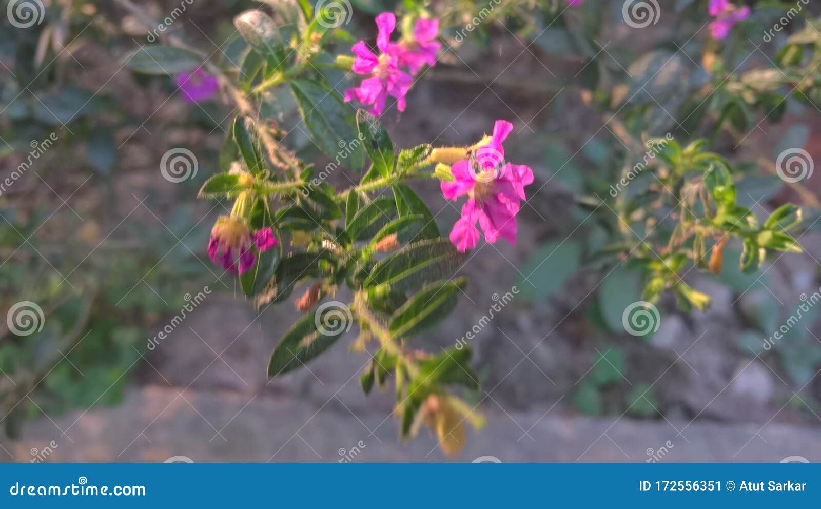 Close Capture of a Flower at a Summary Day Stock Image - Image of close ...