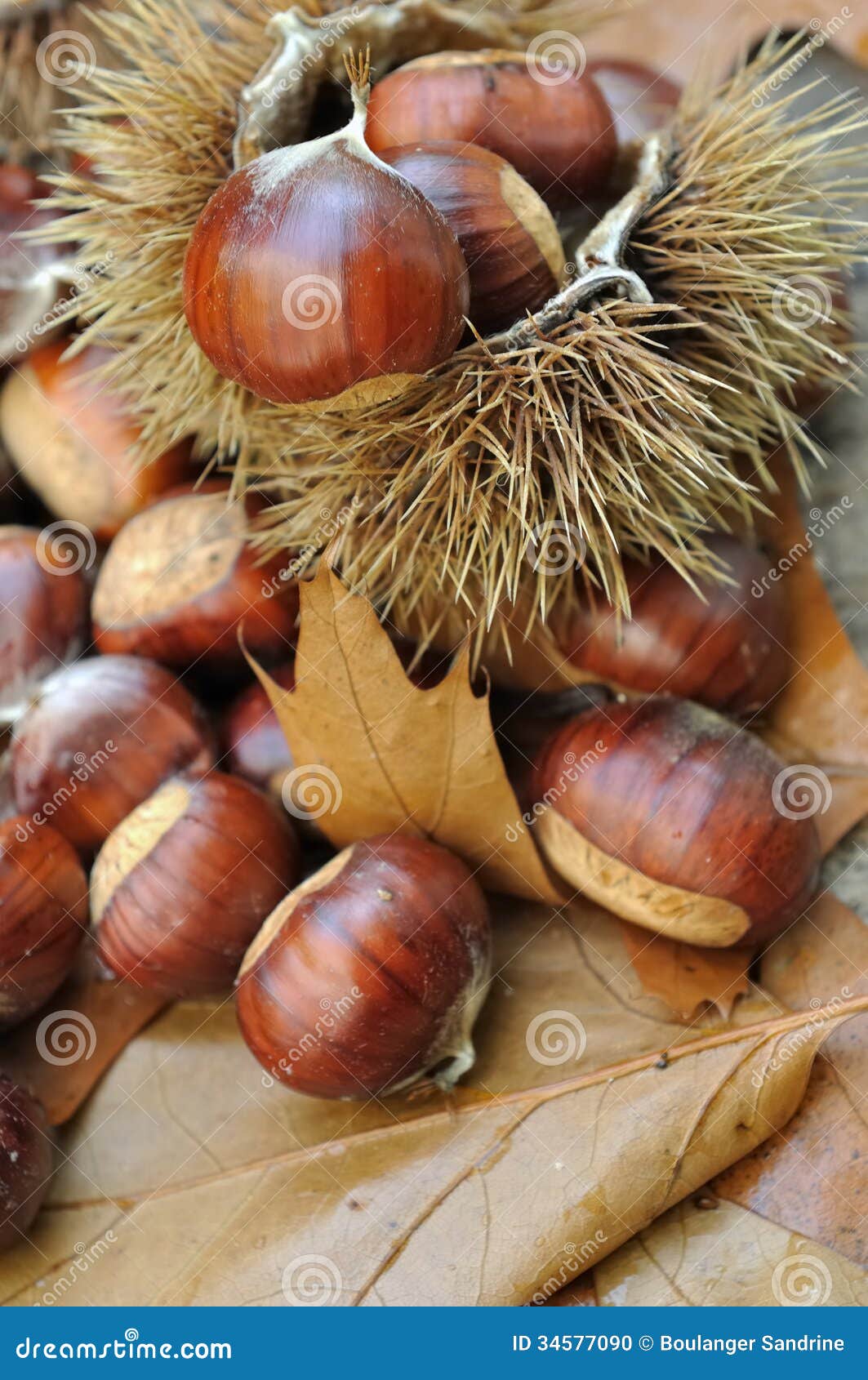 Close on chestnuts stock photo. Image of brown, food - 34577090