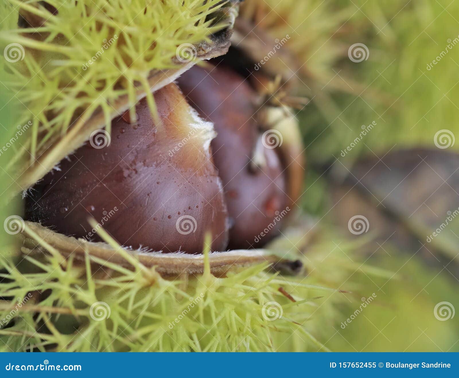 Close on Chestnuts in a Shell Growing in the Tree Stock Image - Image ...