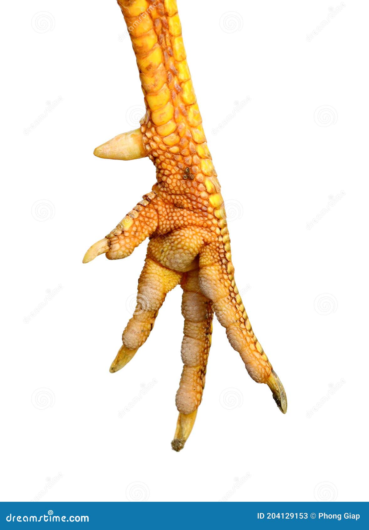 Feet of a chicken. stock image. Image of chicken, skin - 204129153