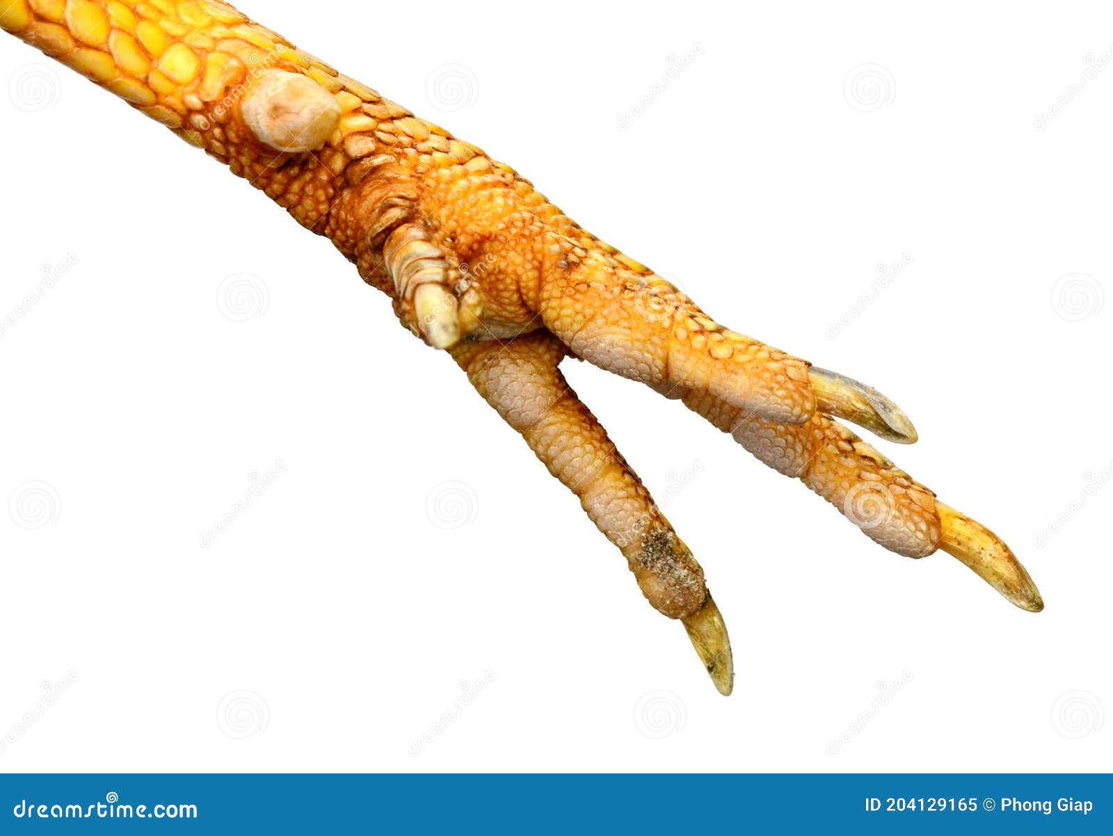 Feet of a chicken. stock image. Image of closeup, scratch - 204129165
