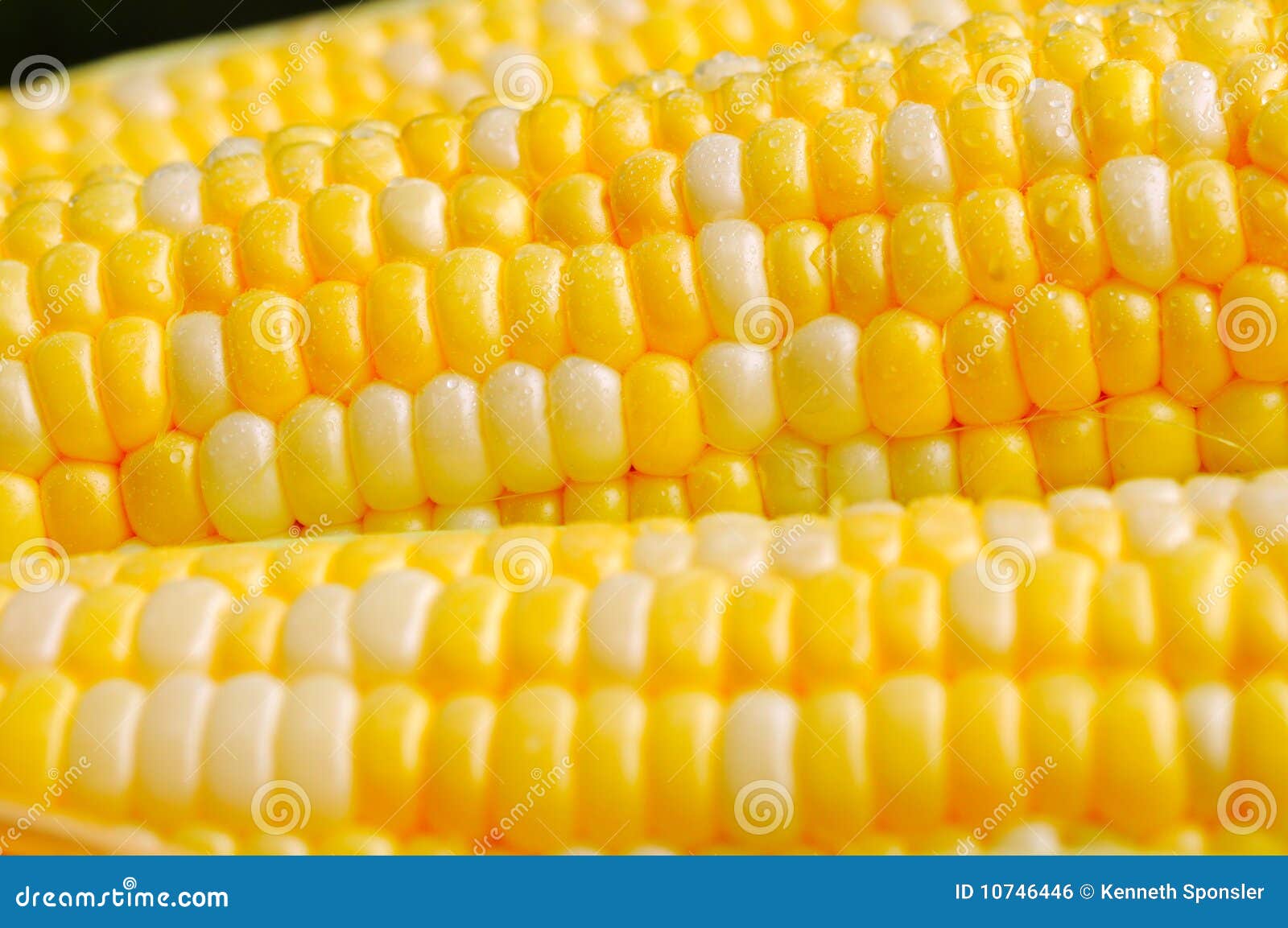 Close corn stock photo. Image of food, vegetable, kernels - 10746446