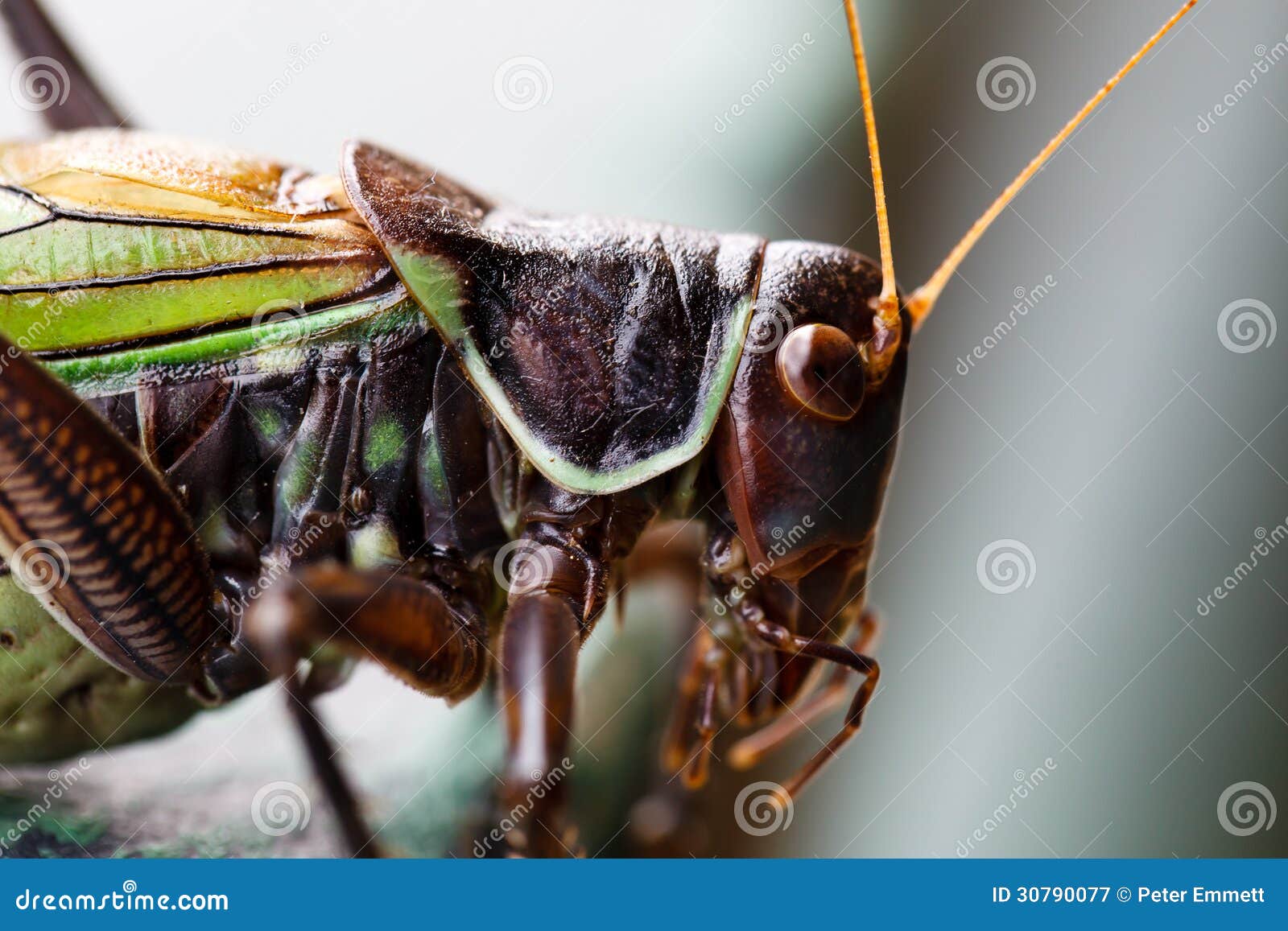 Close of a Cricket stock image. Image of macro, china - 30790077