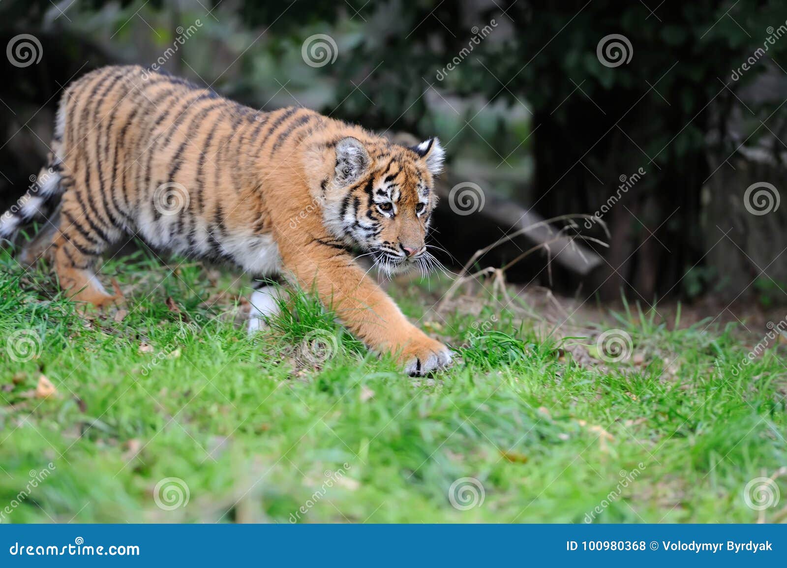 Portrait of a tiger cub stock photo. Image of animal - 100980368