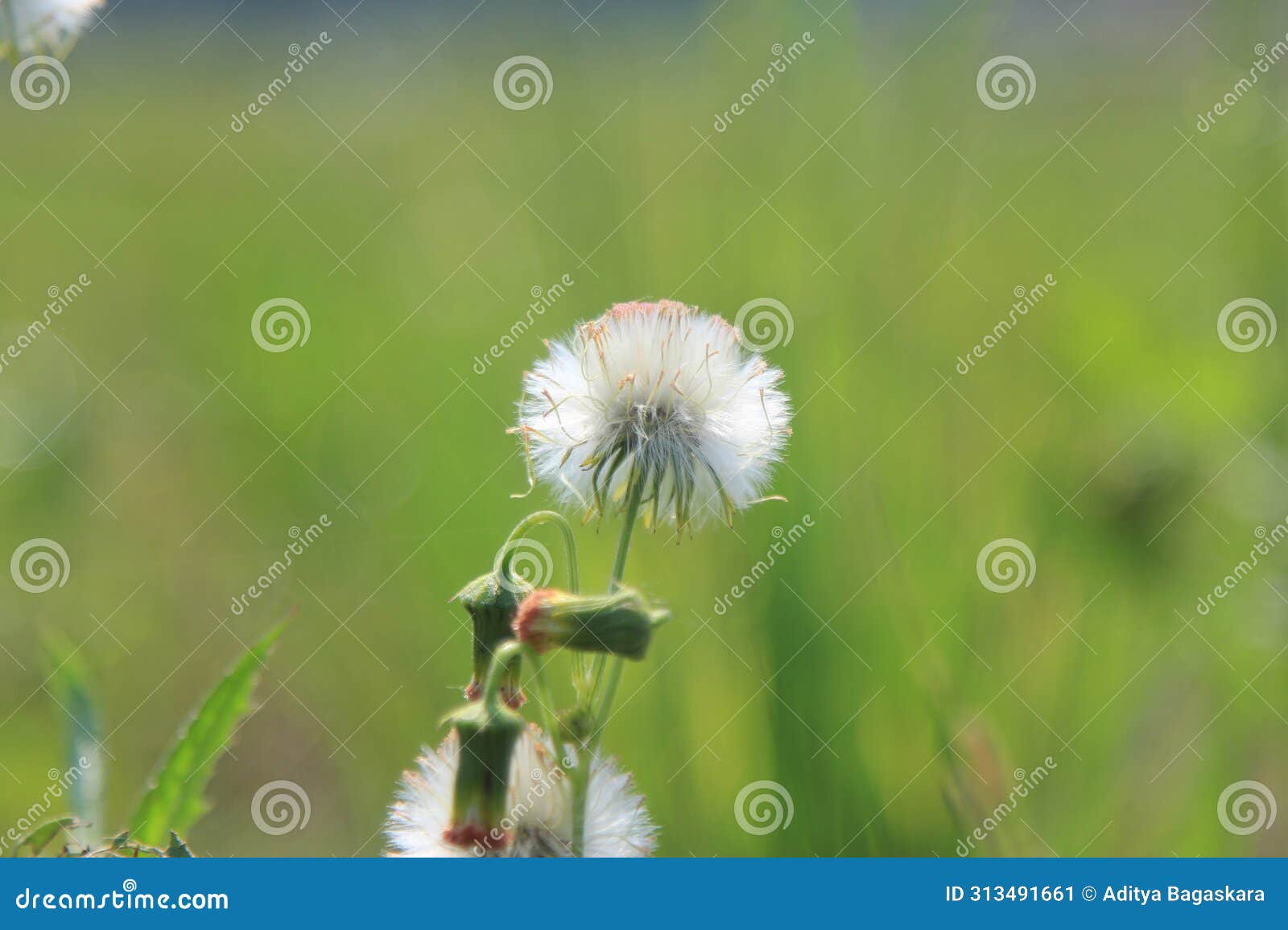 Close Dandelion Flower Center Frame Broad Stock Image - Image of ...