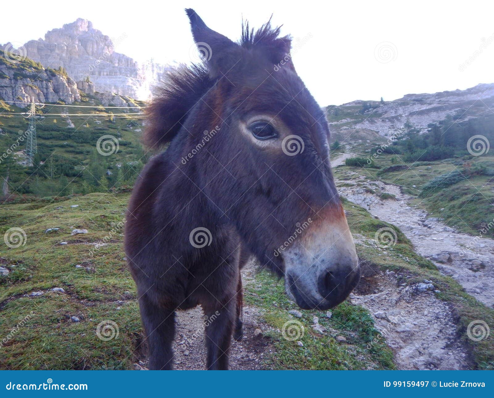Close Detail of a Donkey Face Stock Image - Image of natural, hair ...