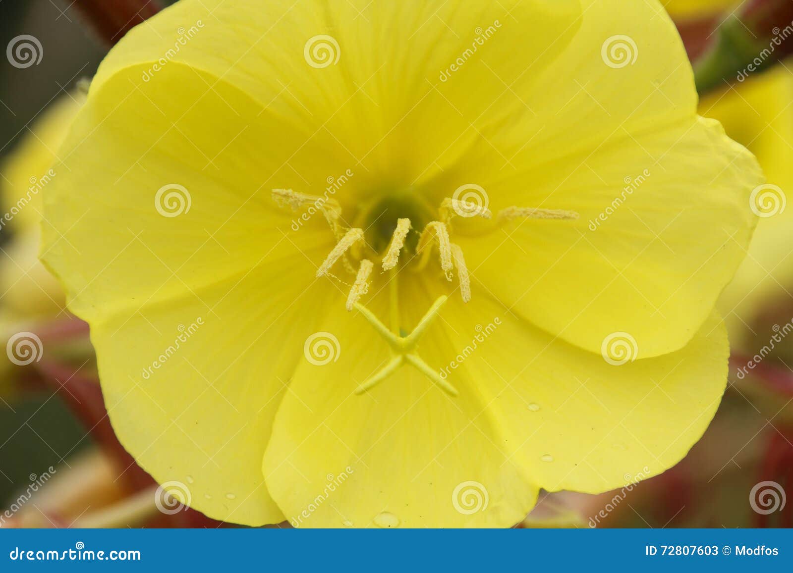 Close Detail of Evening Primrose Stock Image - Image of medicine ...