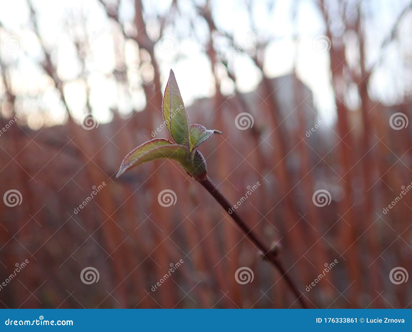Detail of a First Leaf in Spring Stock Image - Image of brown, flora ...