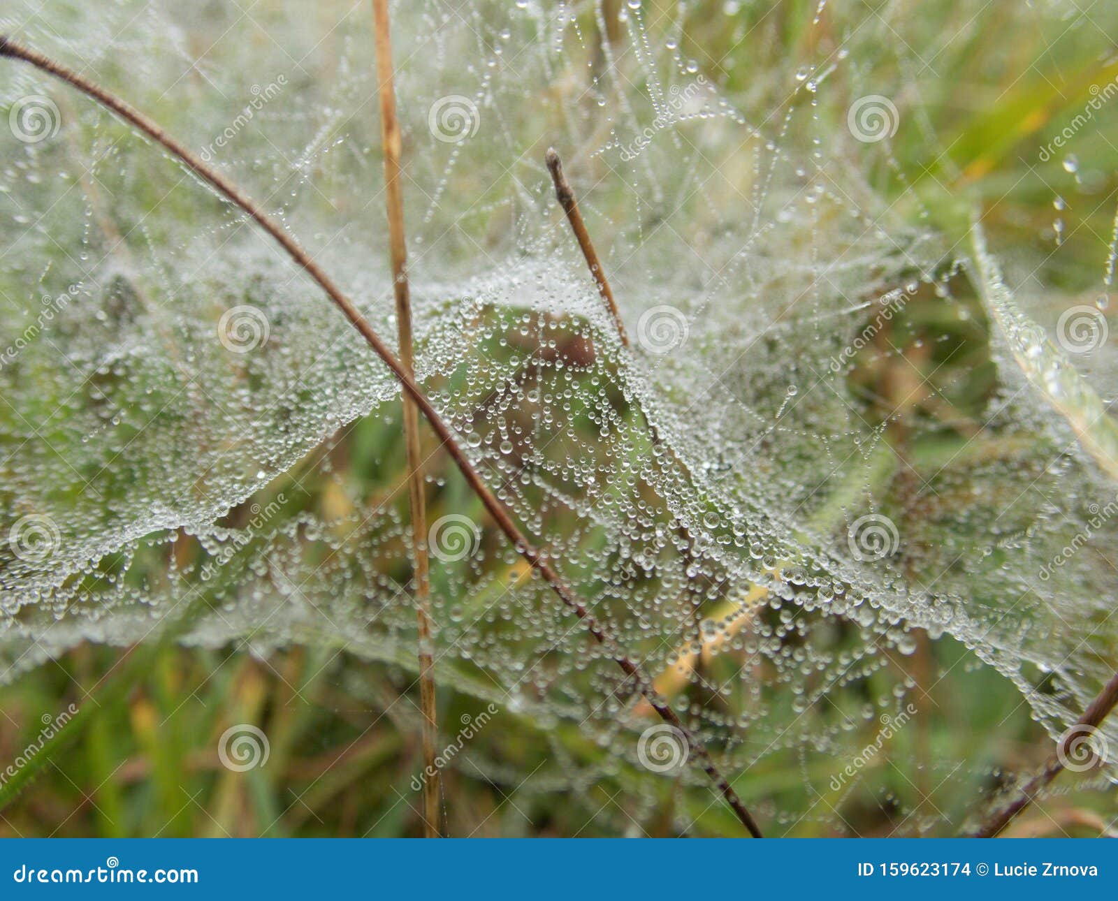 Spider Web on a Green Plant Stock Photo - Image of hidden, macro: 159623174