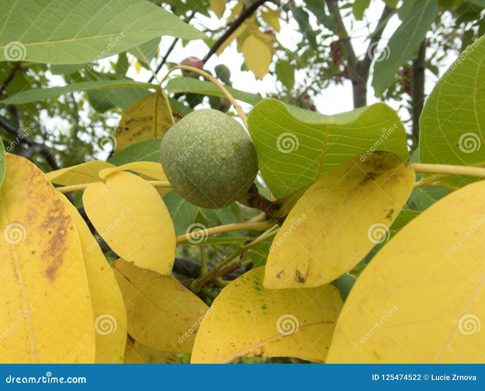 Detail of a Wallnut on a Tree Stock Photo - Image of foliage, green ...