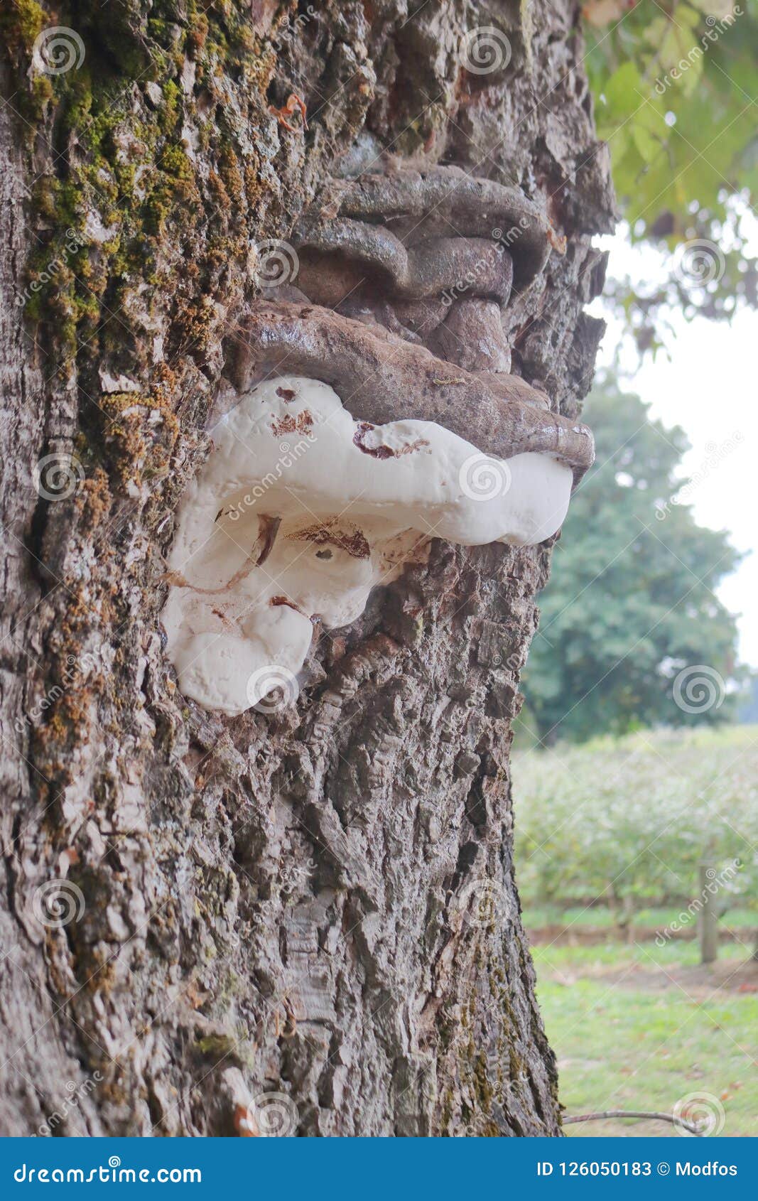 Lichen and Tree Bark stock image. Image of plant, isolated - 126050183
