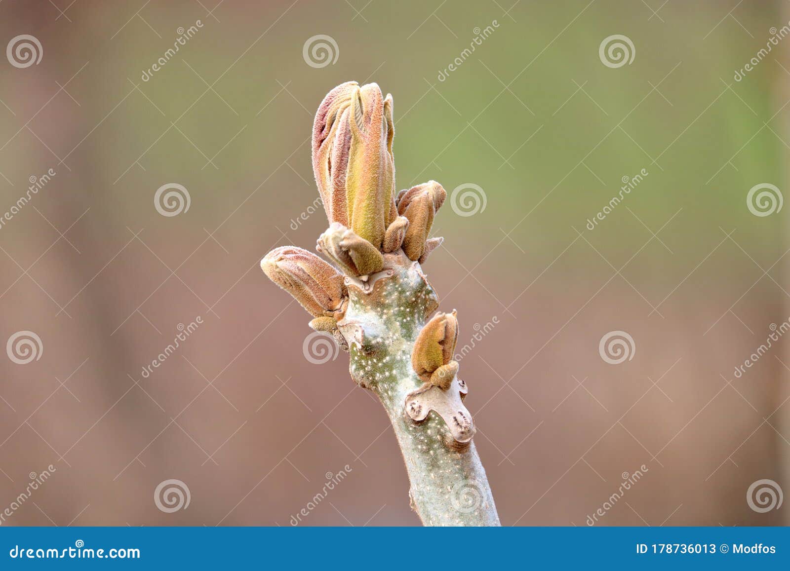 Leaf Sprouting and Branch stock image. Image of garden - 178736013