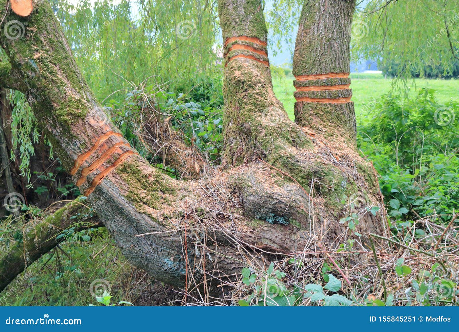 Pruning Tree and Cut Marks stock image. Image of bark - 155845251