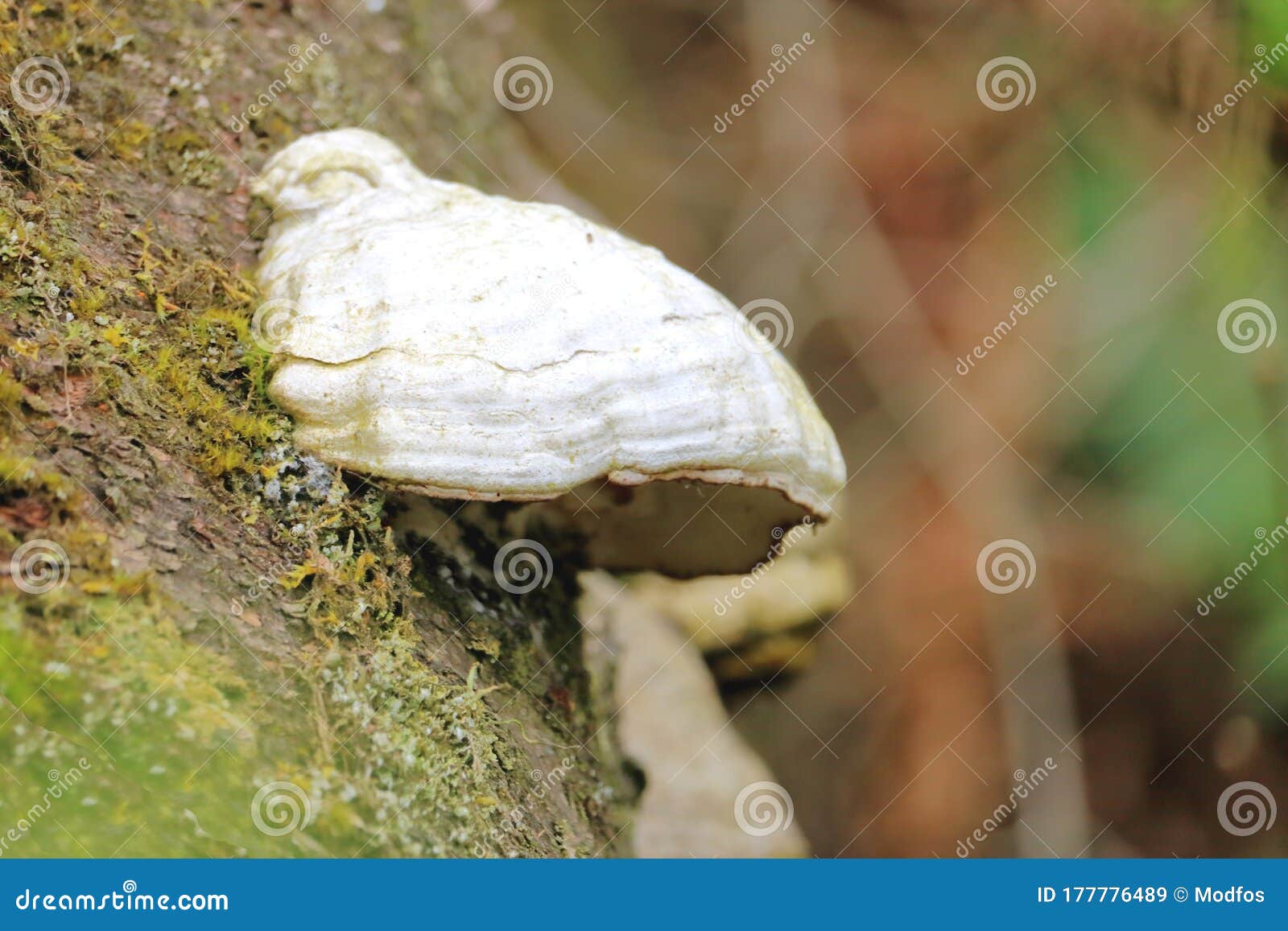 Close Detailed View of Polypore Stock Image - Image of white, outdoors ...