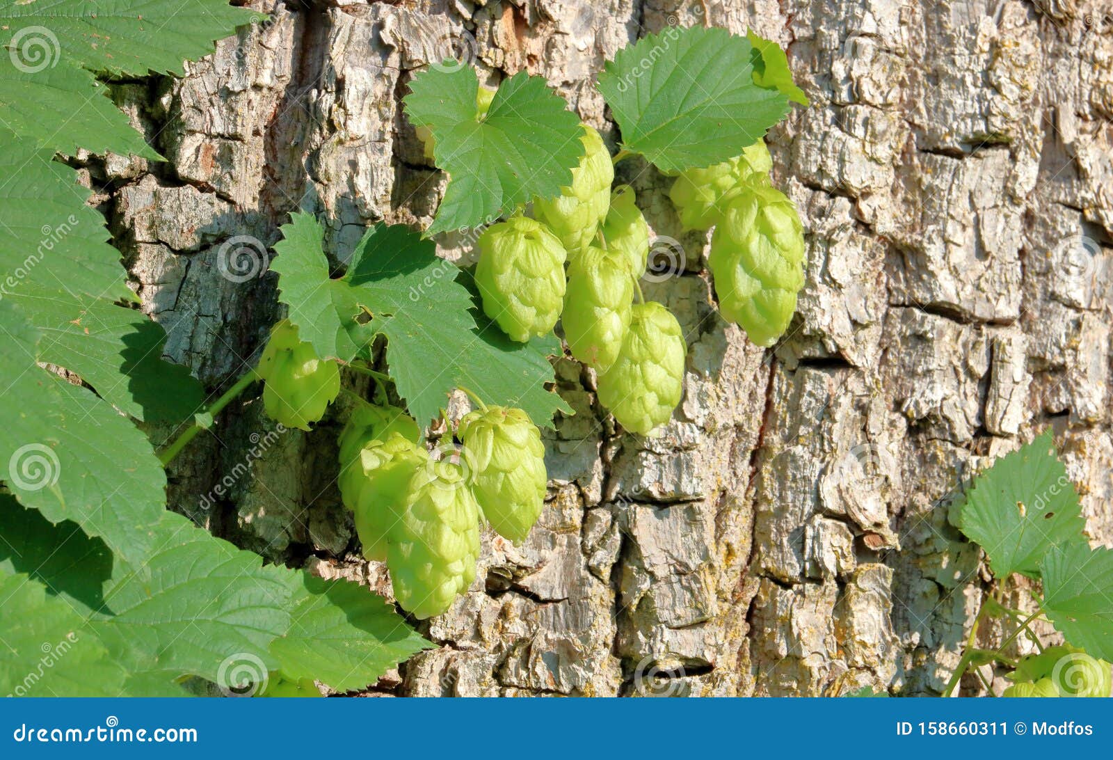 Wild Hops and Tree Bark stock image. Image of food, sunny - 158660311