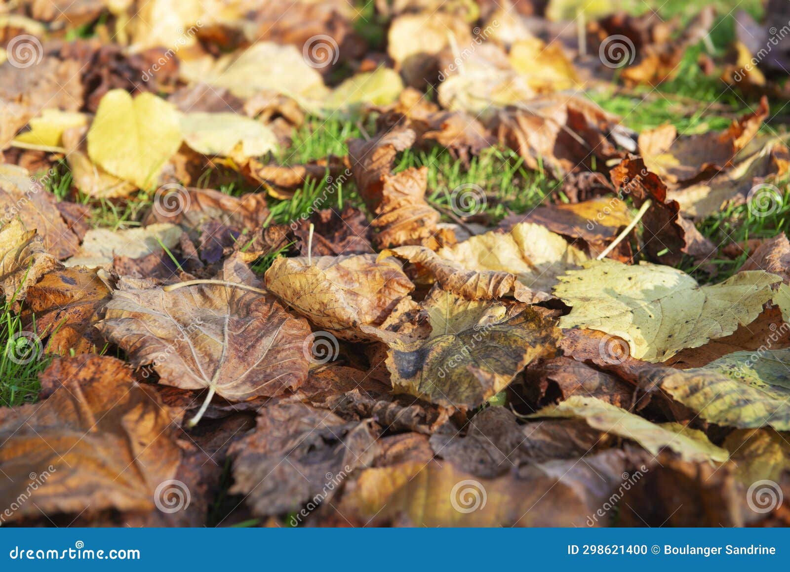 Close on Dry Leaves Falling on the Ground Stock Photo - Image of ...