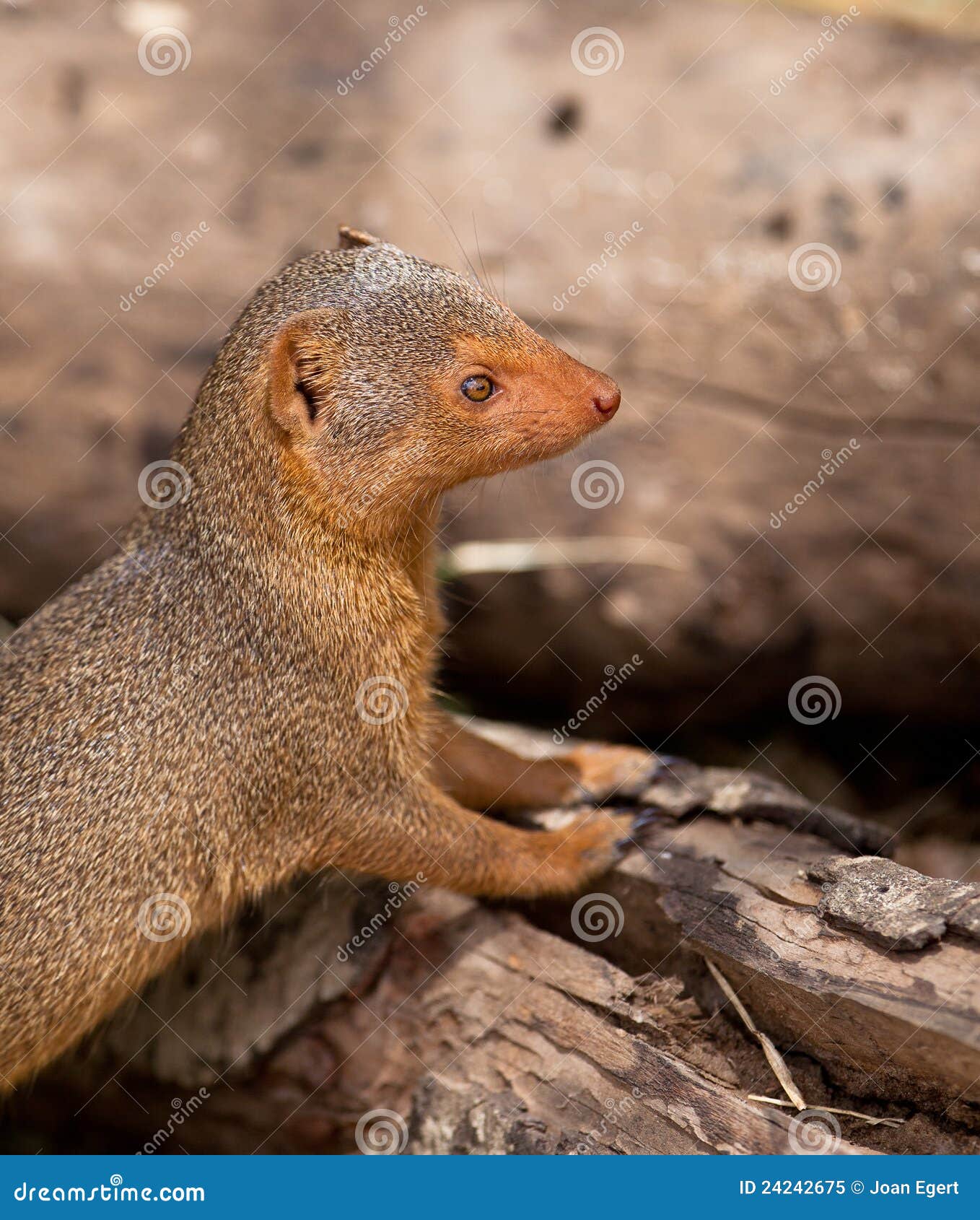 Close-by of the Dwarf Mongoose Stock Image - Image of animal, color ...