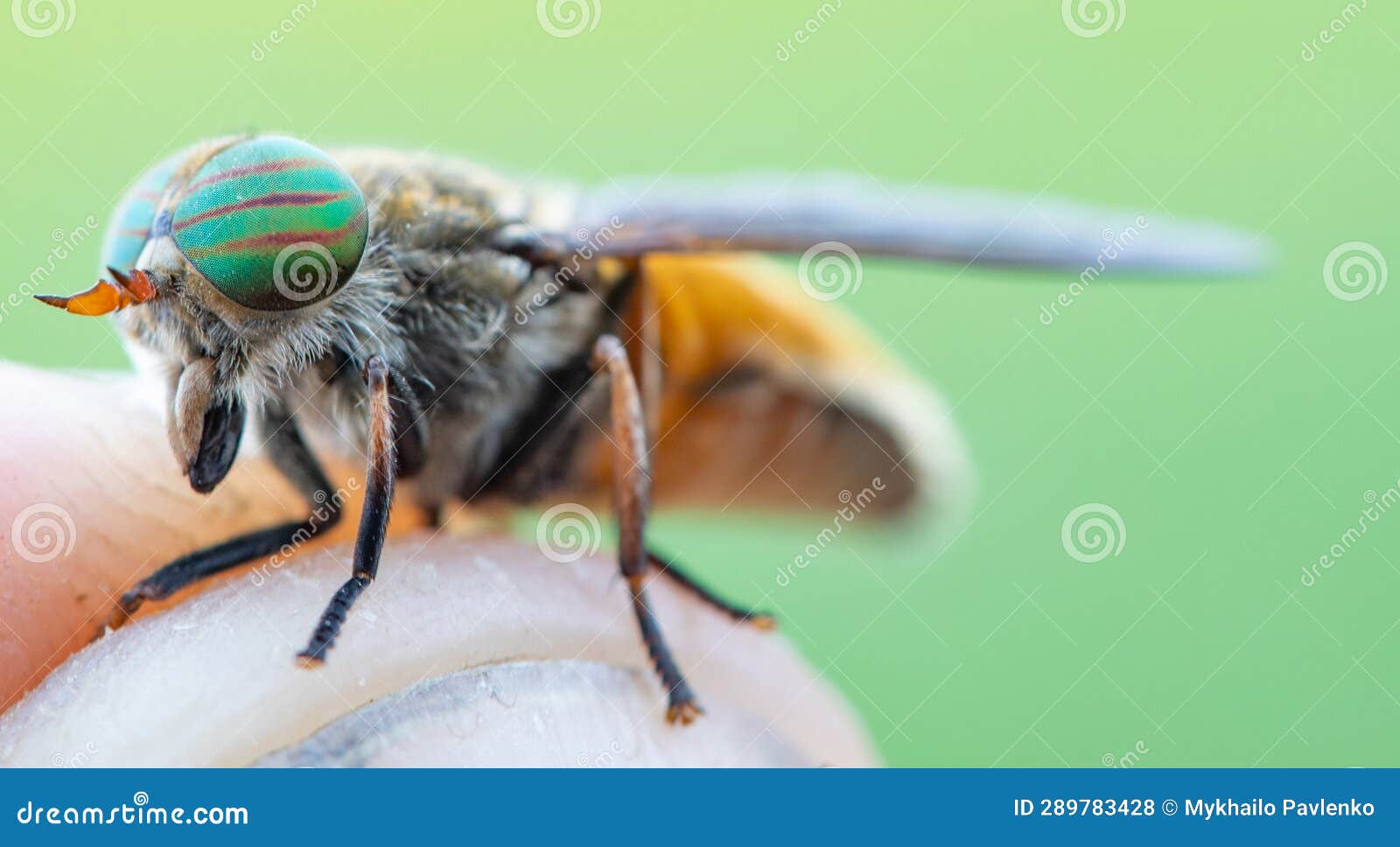 Close Encounter: Capturing an Insect S Bite on Human Skin Stock Photo ...